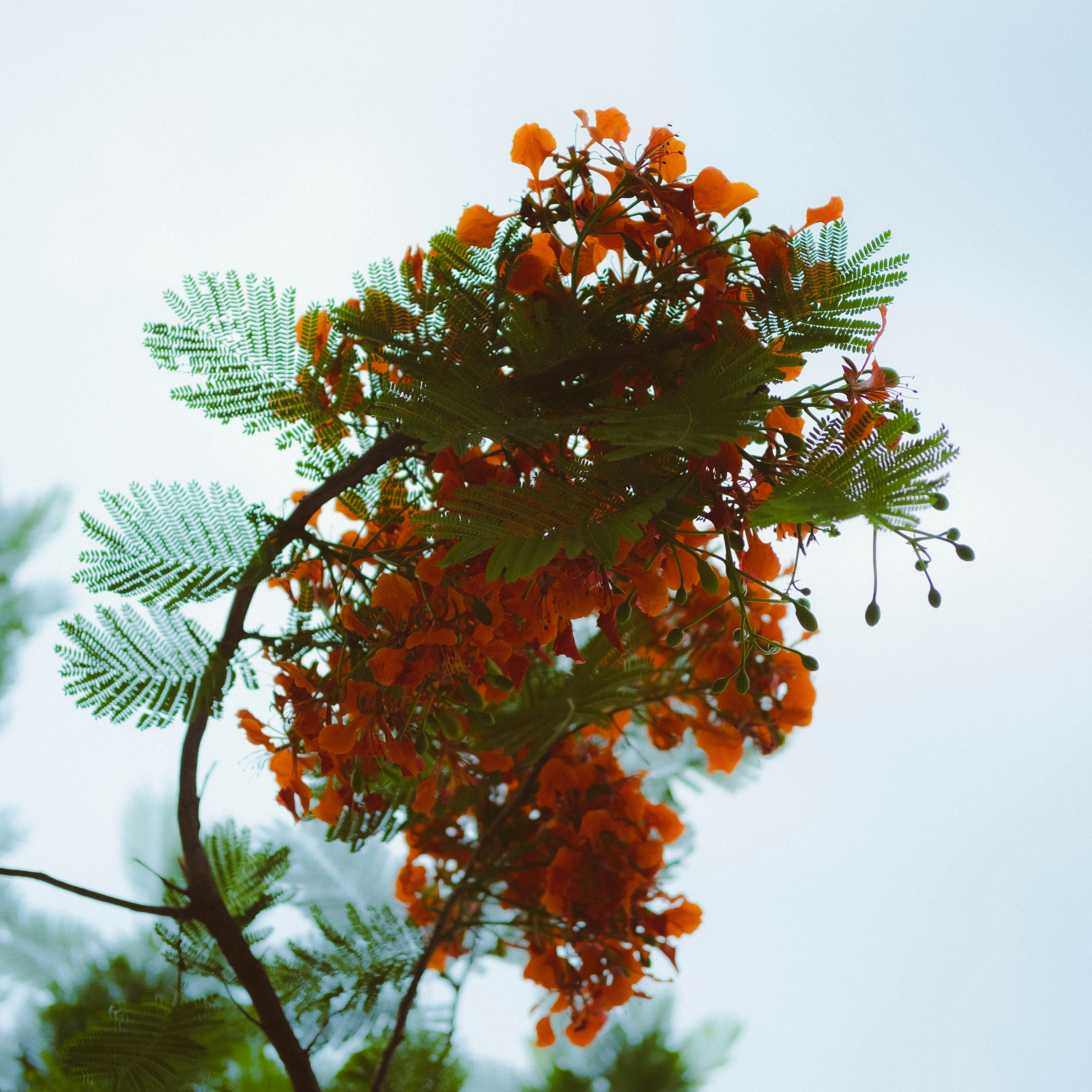 A close up of a tree with orange flowers photo – Free Plant Image on ...