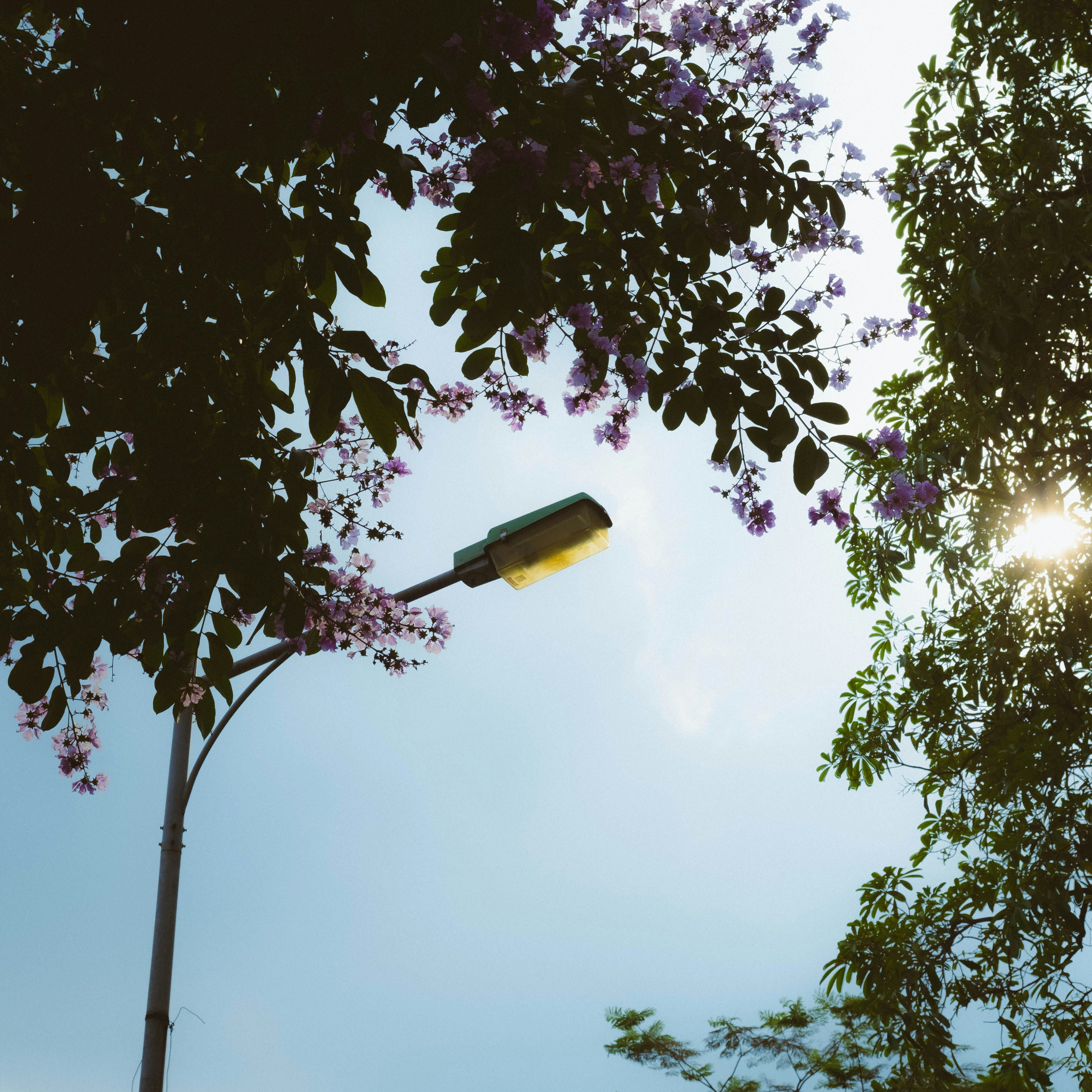 Overhead Lantern Through Lush Blooms at Noon