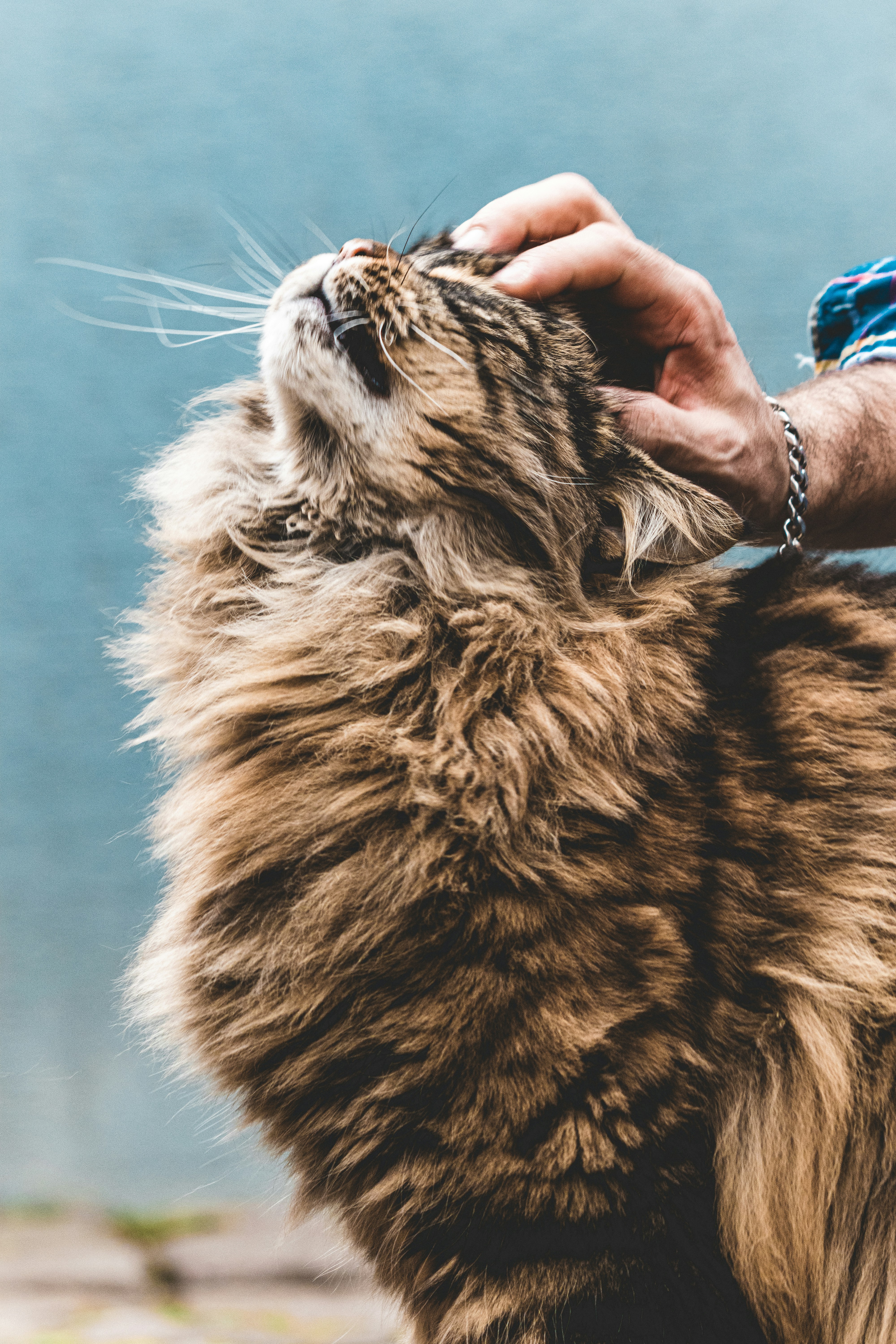 Whiskers in the Spotlight: A Gentle Head Rub