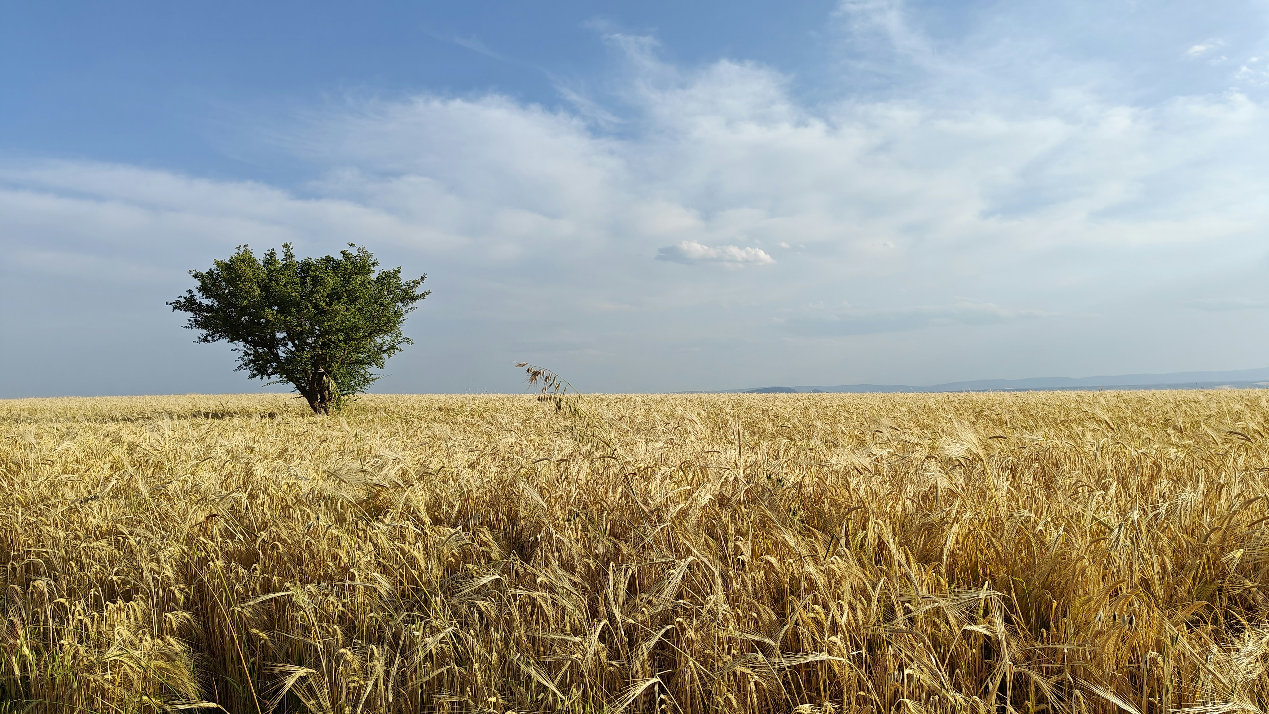 A lone tree in the middle of a wheat field photo – Free Adıyaman Image ...