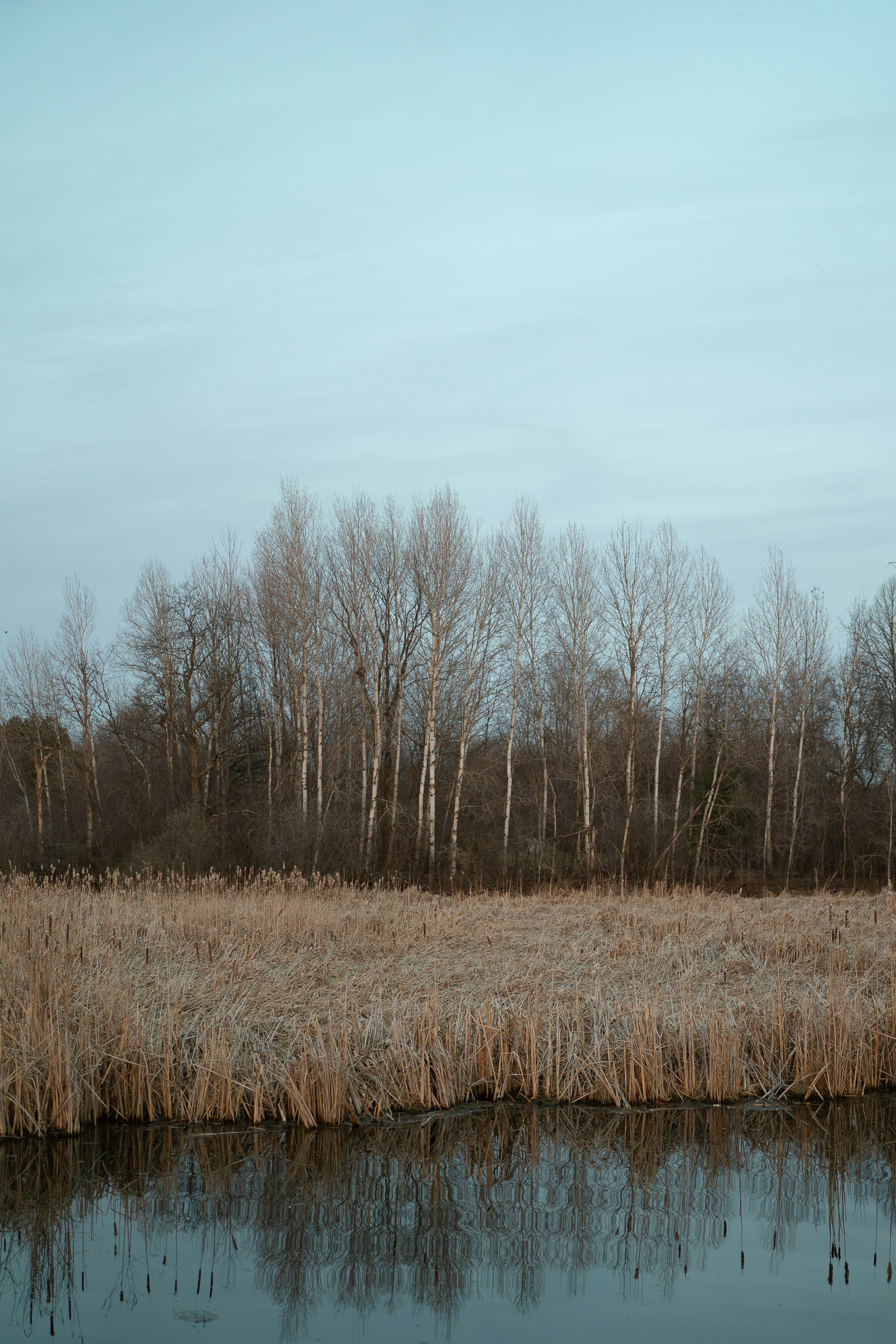 Bare trees lining a tranquil marsh with golden reeds reflecting on the water's surface. The calm atmosphere evokes a sense of peaceful solitude.