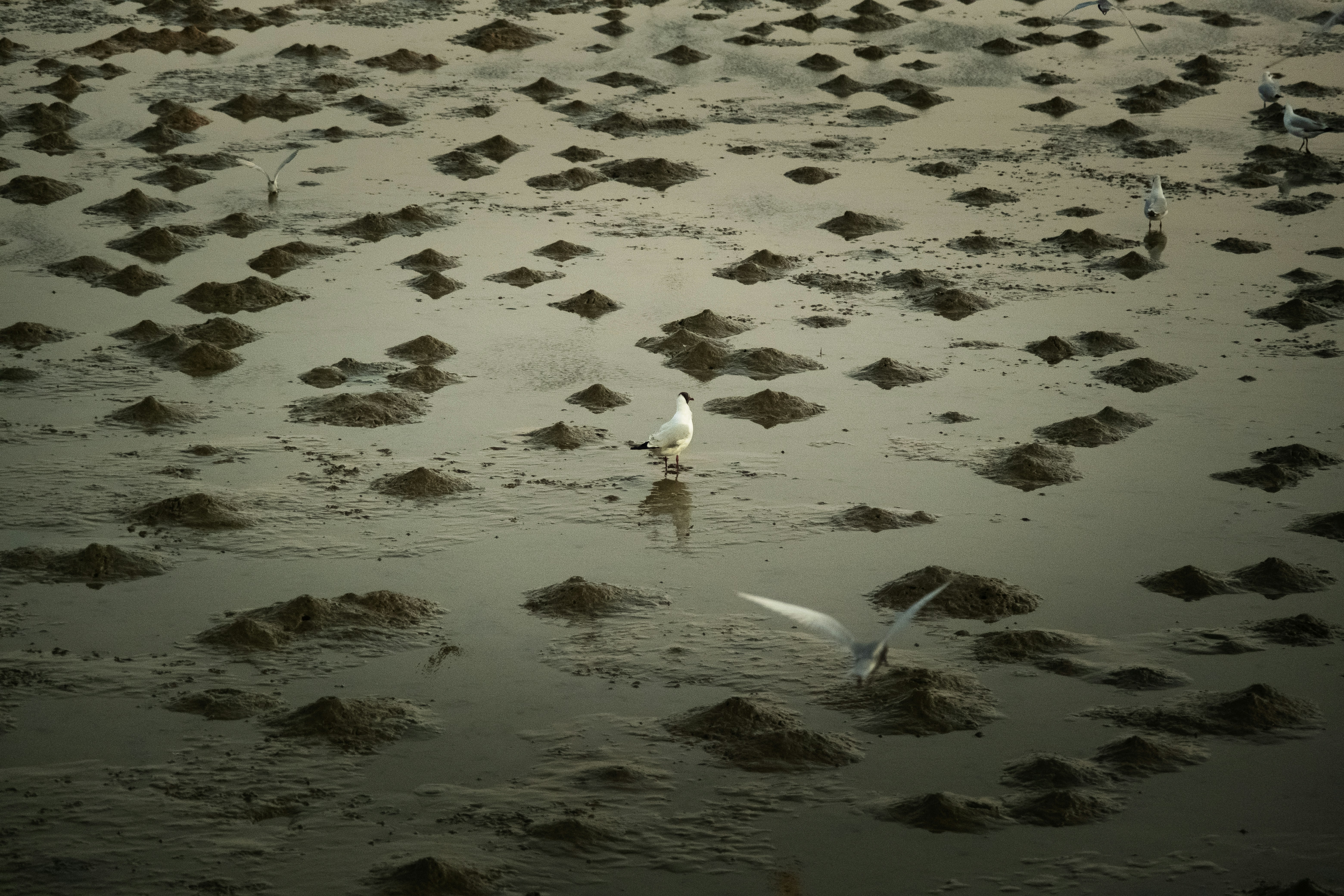Seagull stands alone on a reflective wet surface dotted with small sand mounds.