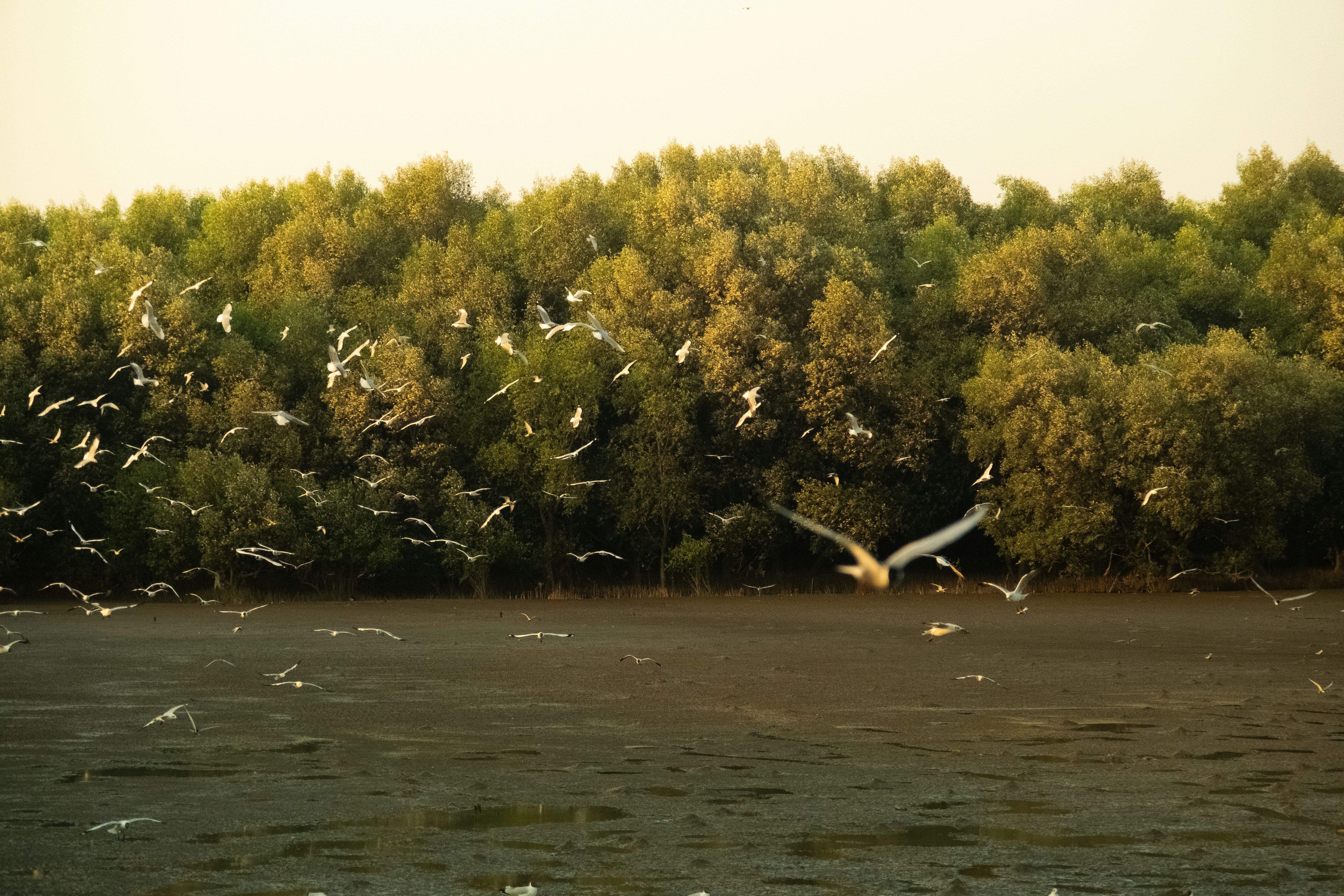Estuary Dawn: A Dense Flock Skims the Quiet Tide