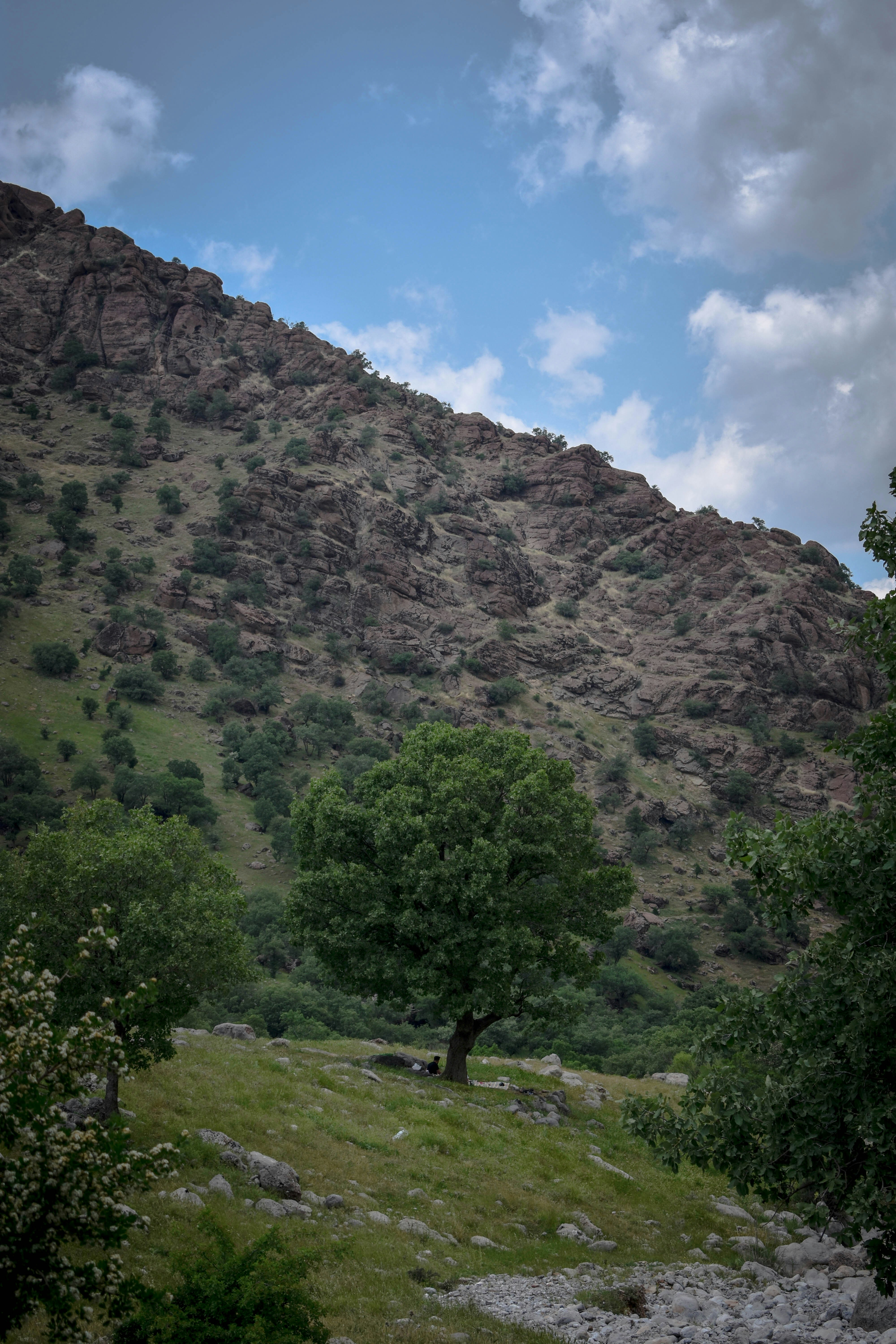 The Sentinel Oak at the Foot of Granite Slopes