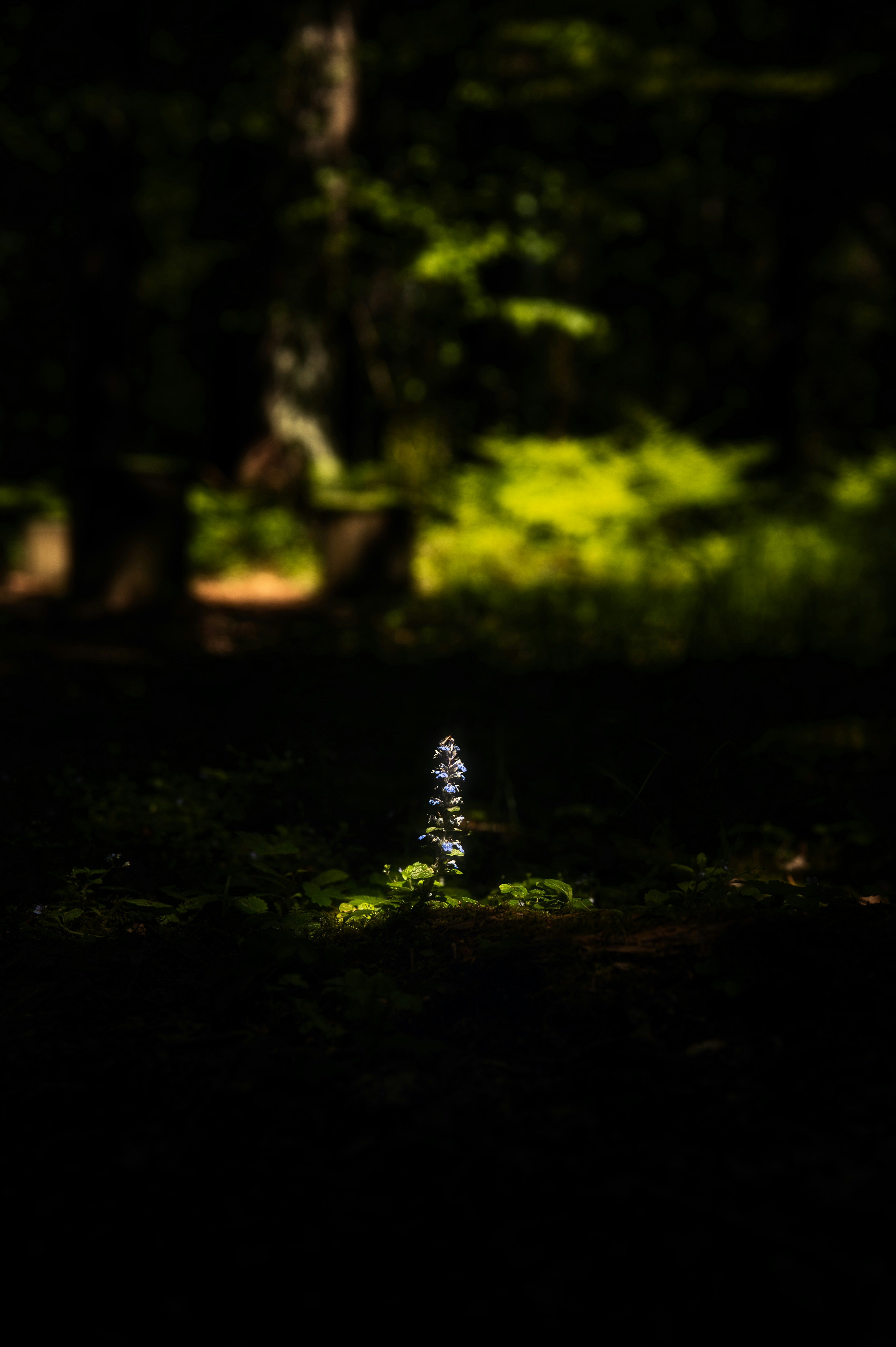 A lone woodland bloom catching a shaft of light