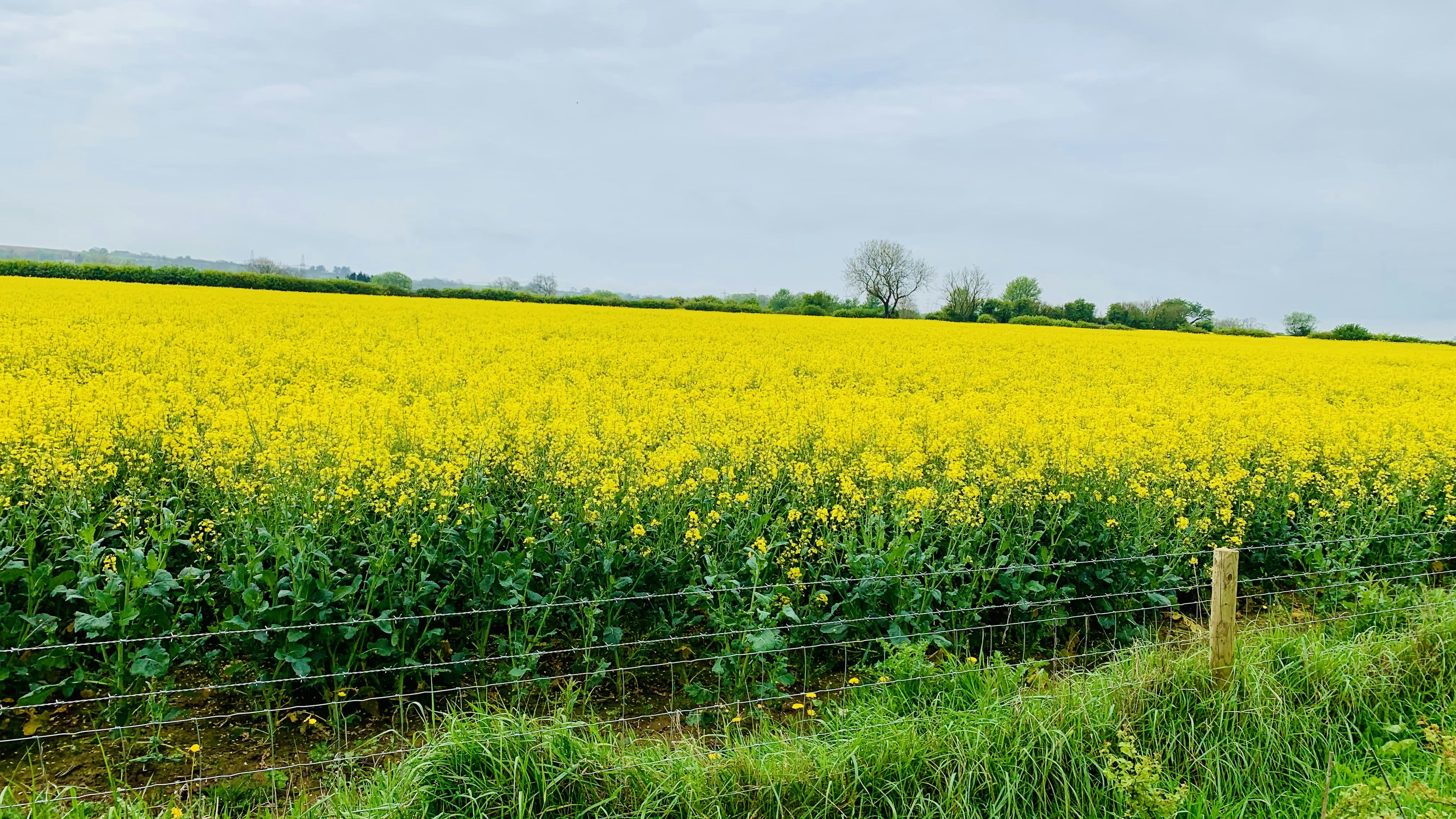 Rapeseed field