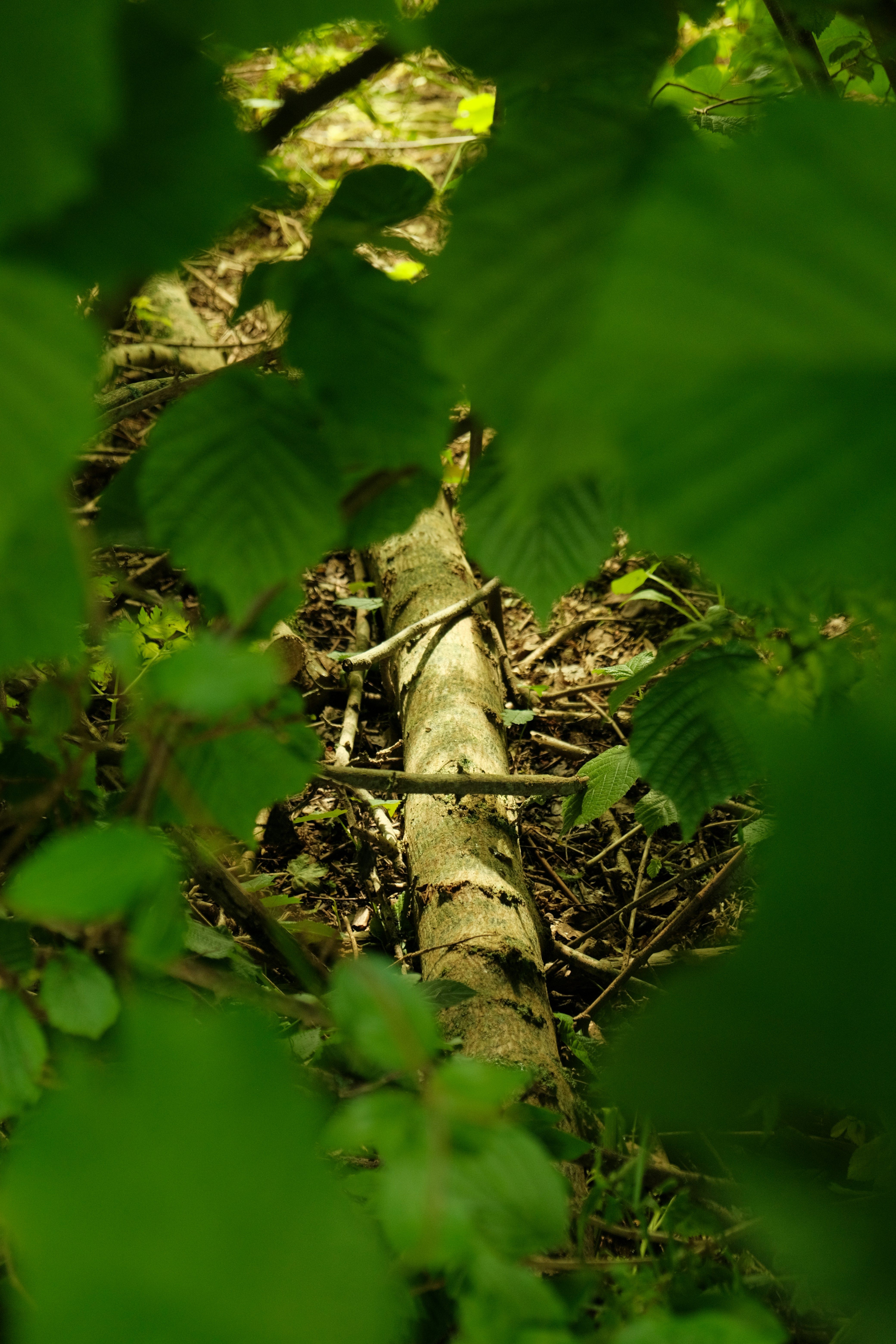 A tree that is laying down in the woods photo – Free Wallpaper Image on ...