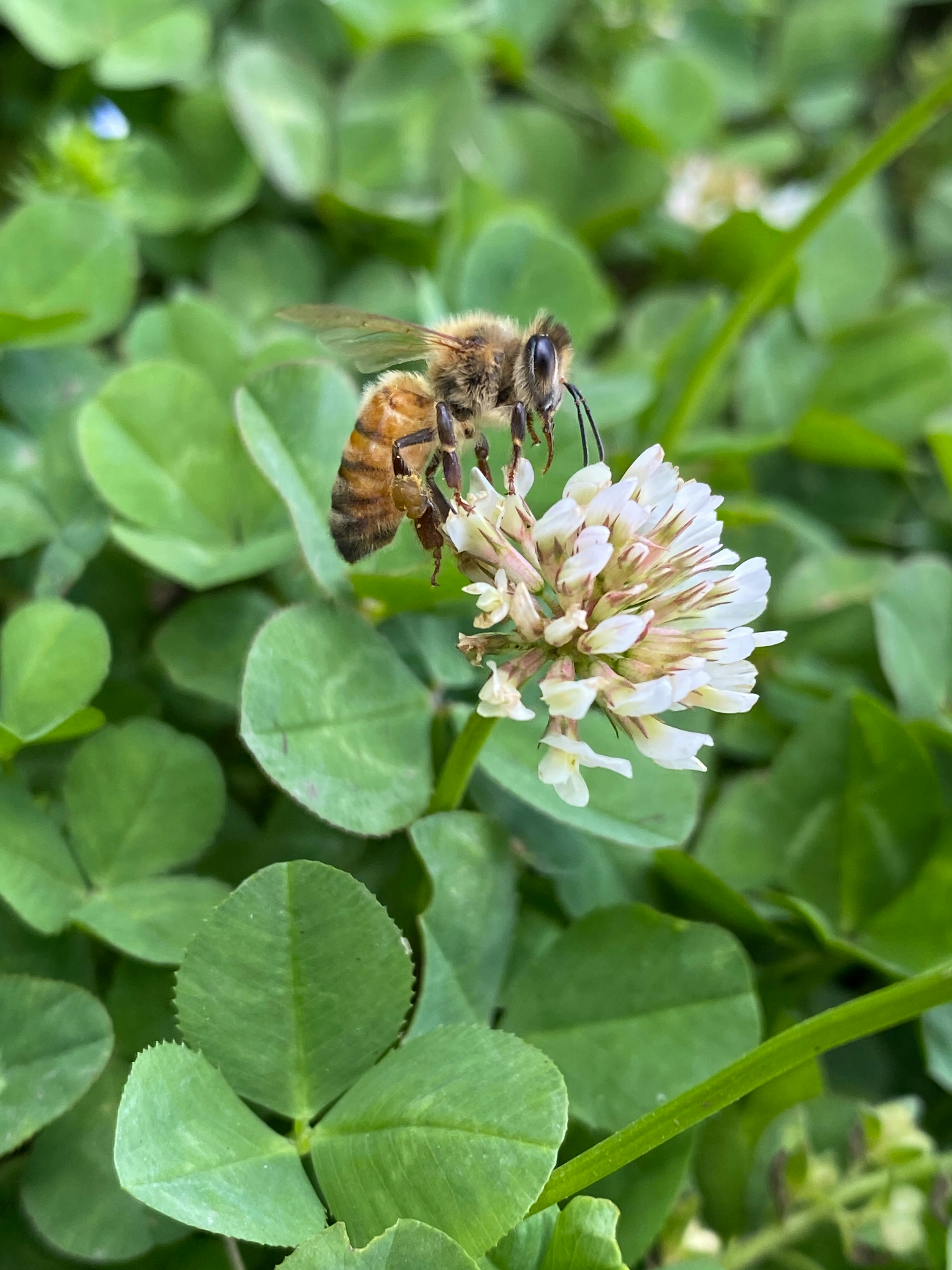 Honeybee insect on clover flower in spring
