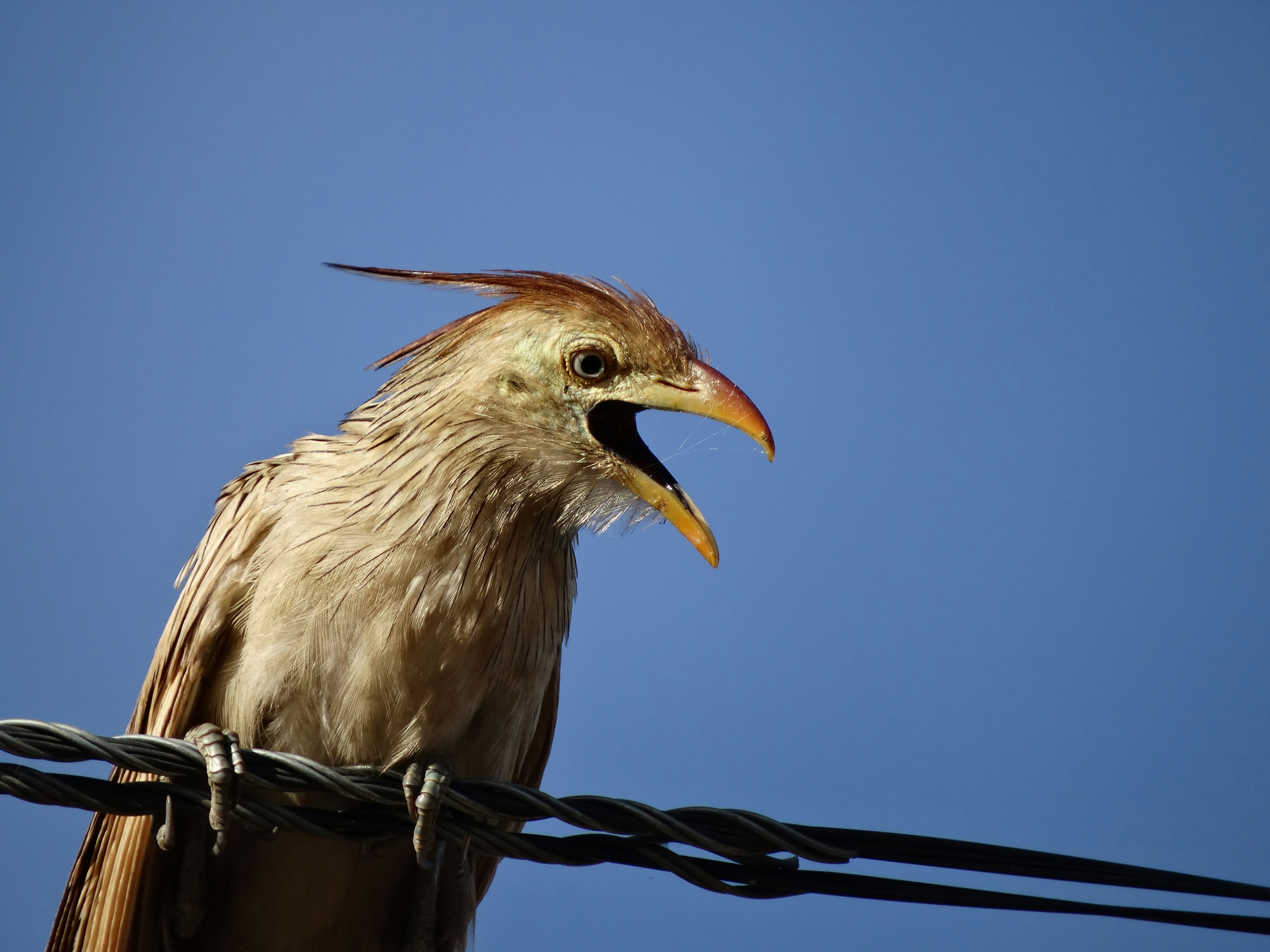 Aggressive Whistle of a Moored Songbird on a Barbed Wire