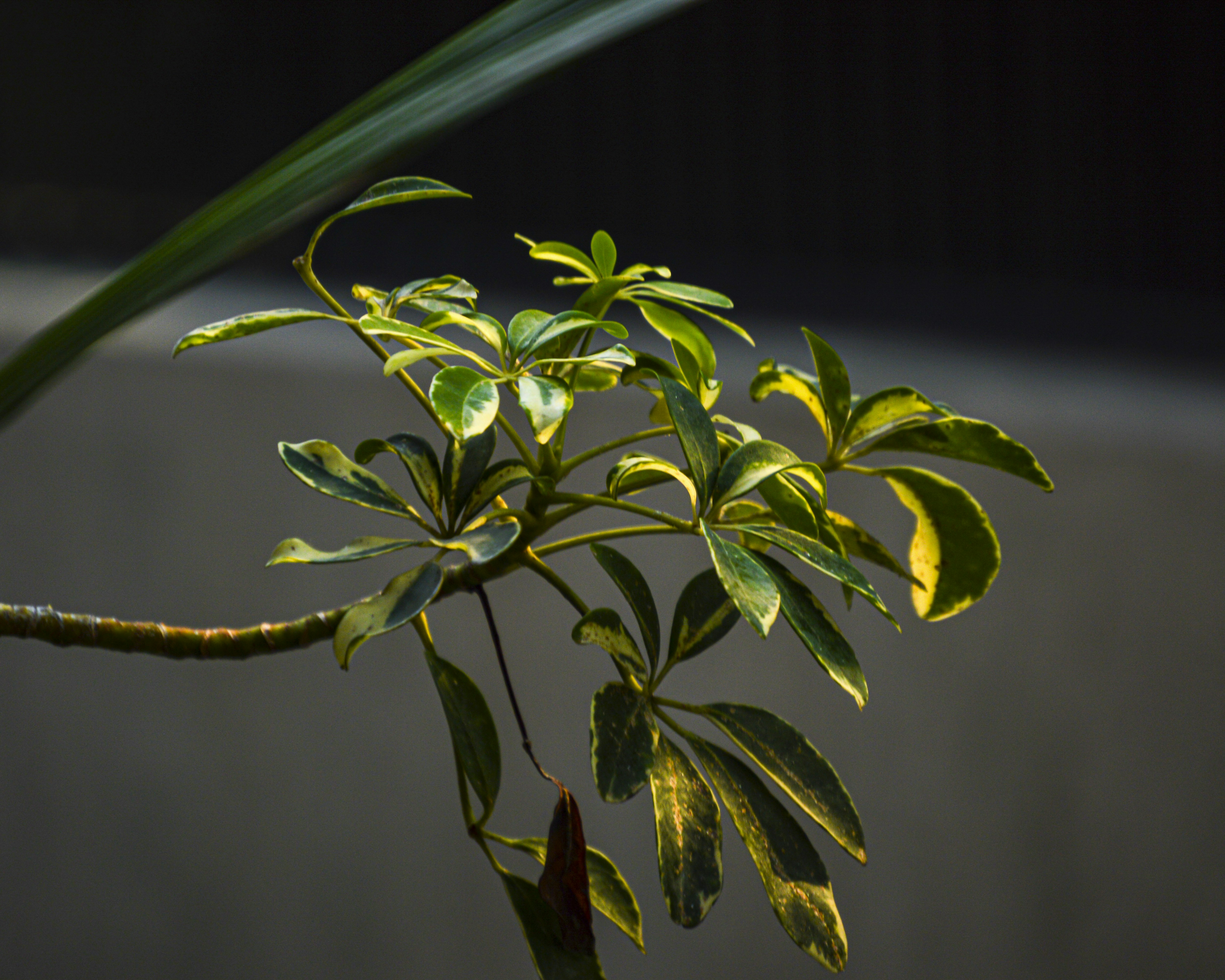 Backlit Verdure Portrait: A Tiny Foliage Moment in Crisp Detail