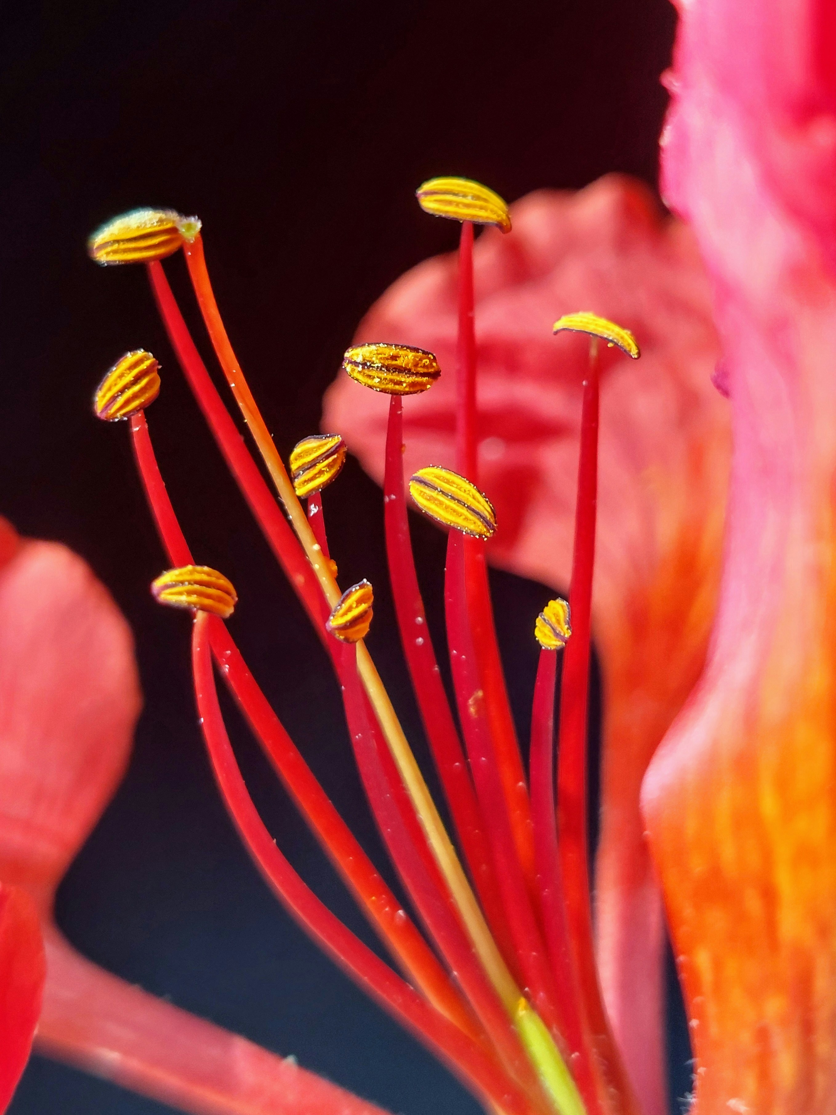 Close-up macro of hibiscus stamen with red filaments and bright yellow pollen against a dark backdrop. The image highlights color contrast and fine pollen detail.