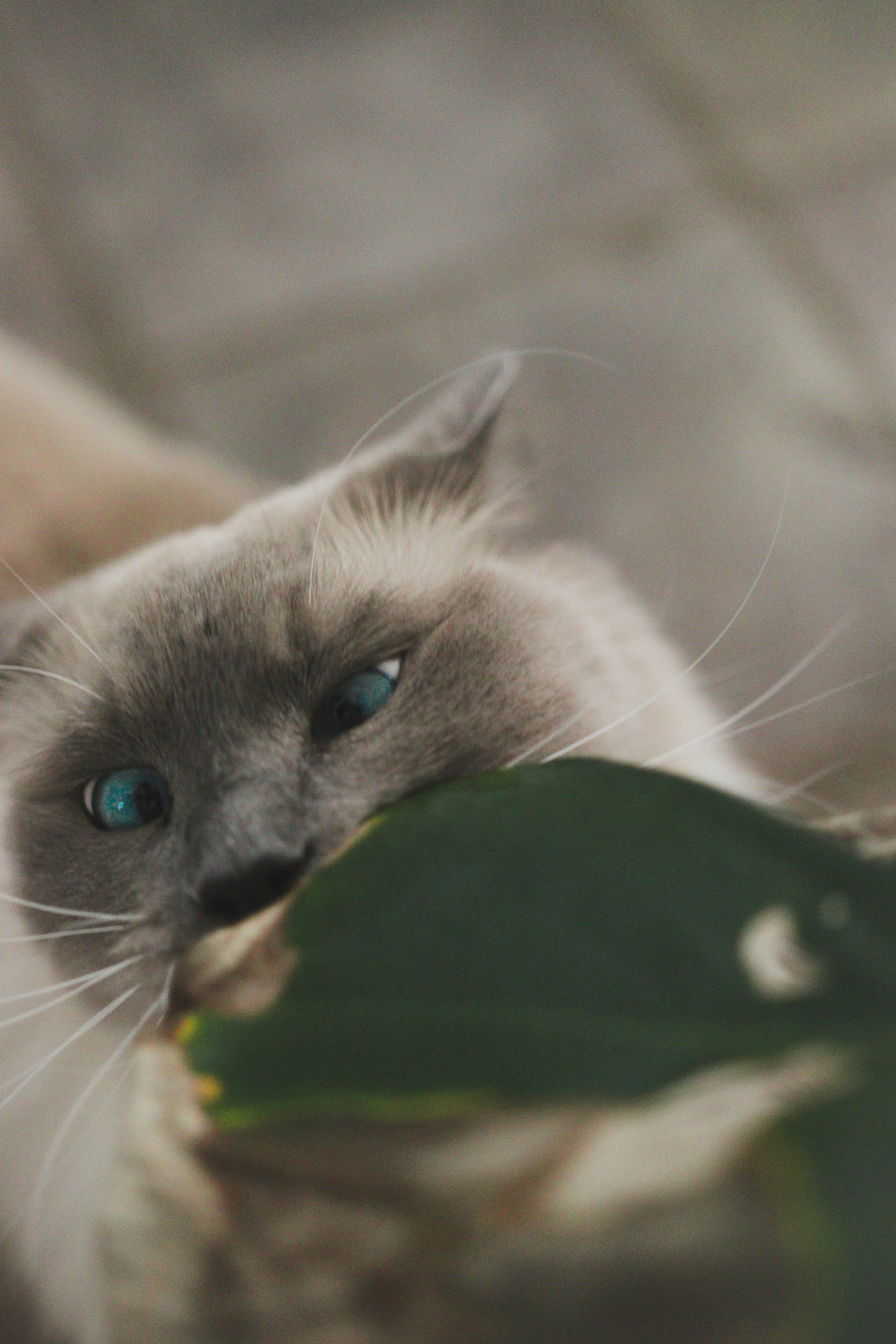Teal-Eyed Peek: A Quiet Cat Behind a Leaf
