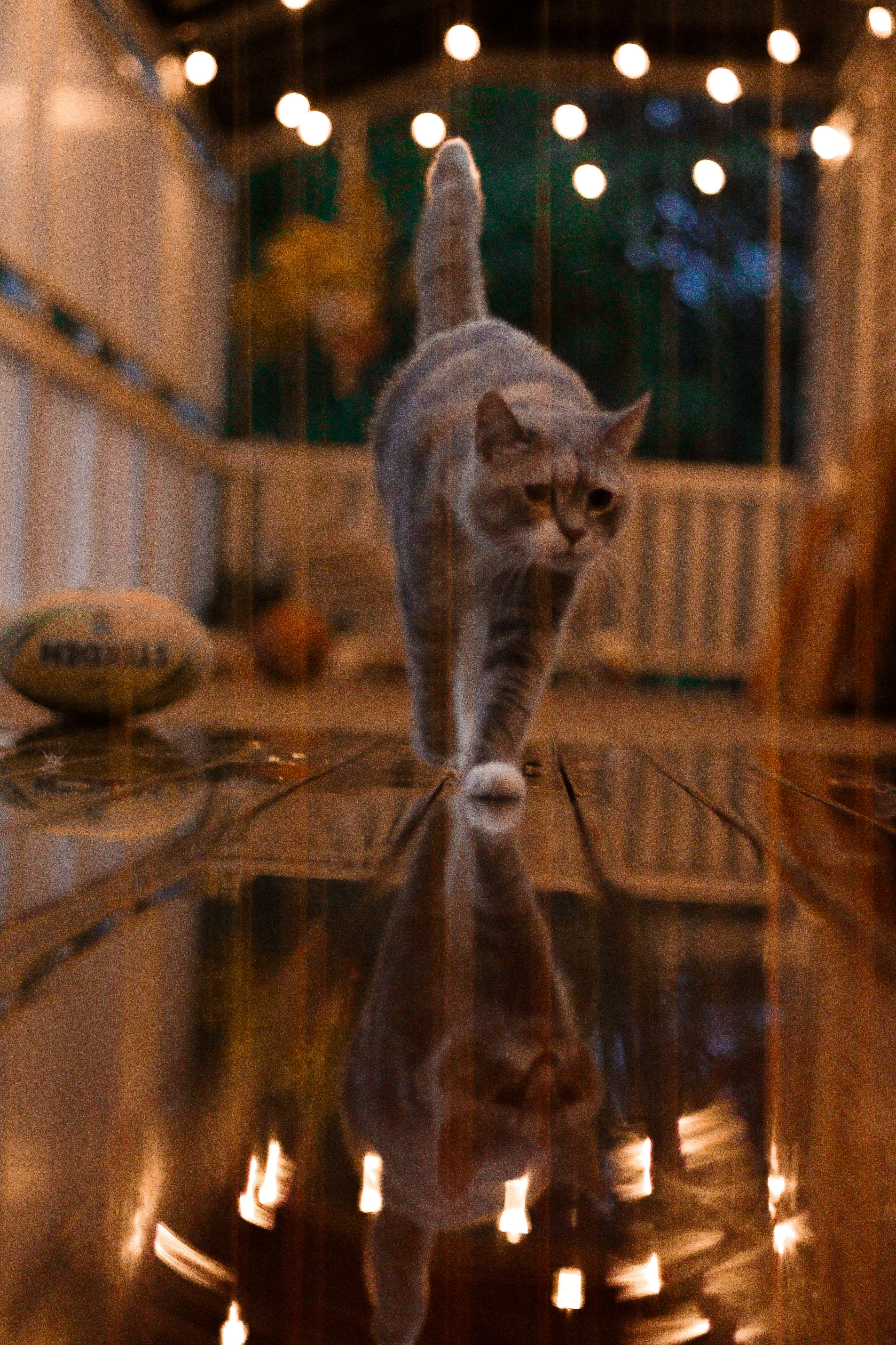 Glass-Floor Prowl: A Curious Cat Under Warm Orbs