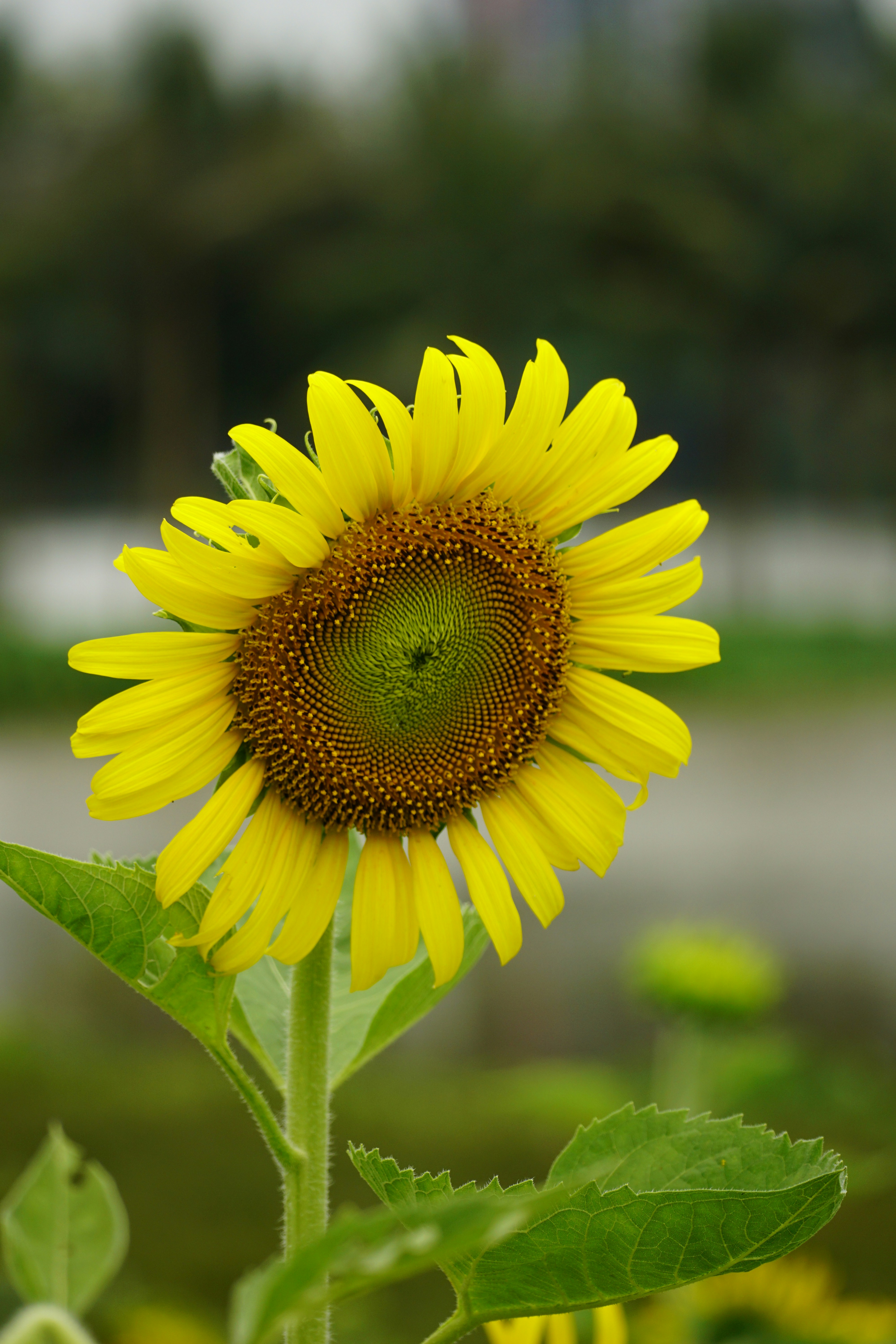 Sunflower Macro Portrait: A Golden Disk Framed by Quiet Green