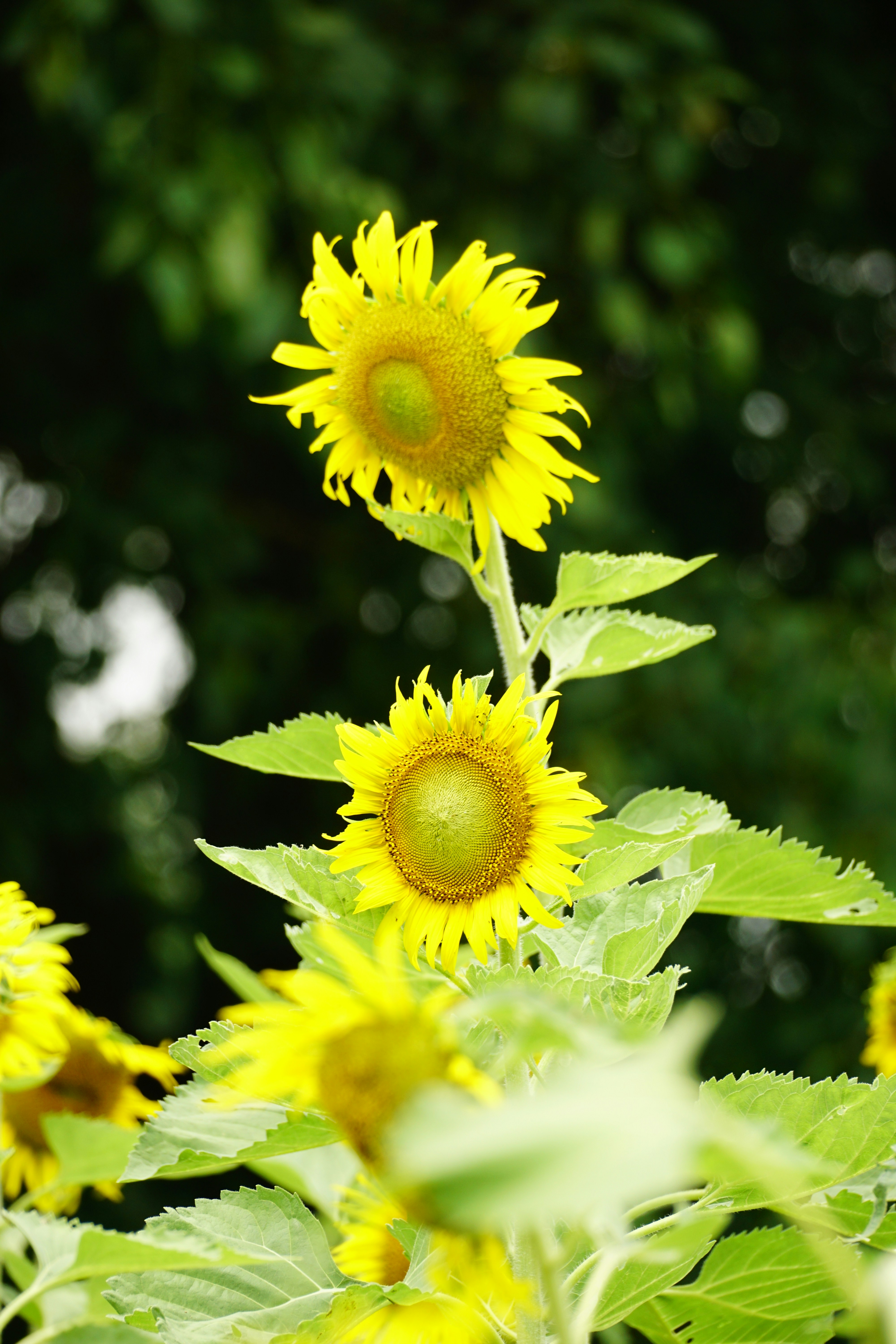 Verdant Spotlight: Twin Sunflowers Reach for Daylight