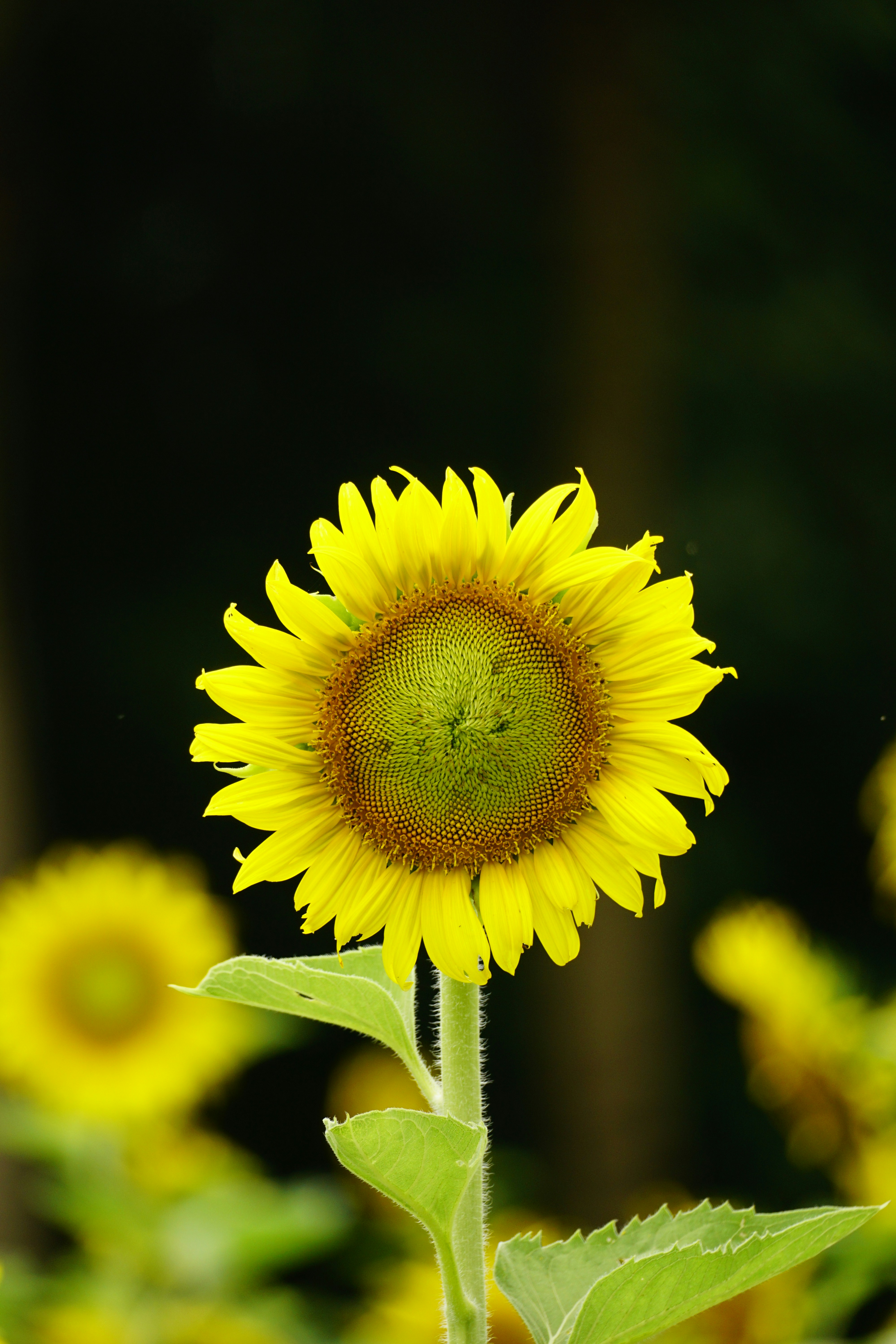 Sunflower Sentinel: a sunlit bloom against a velvet backdrop