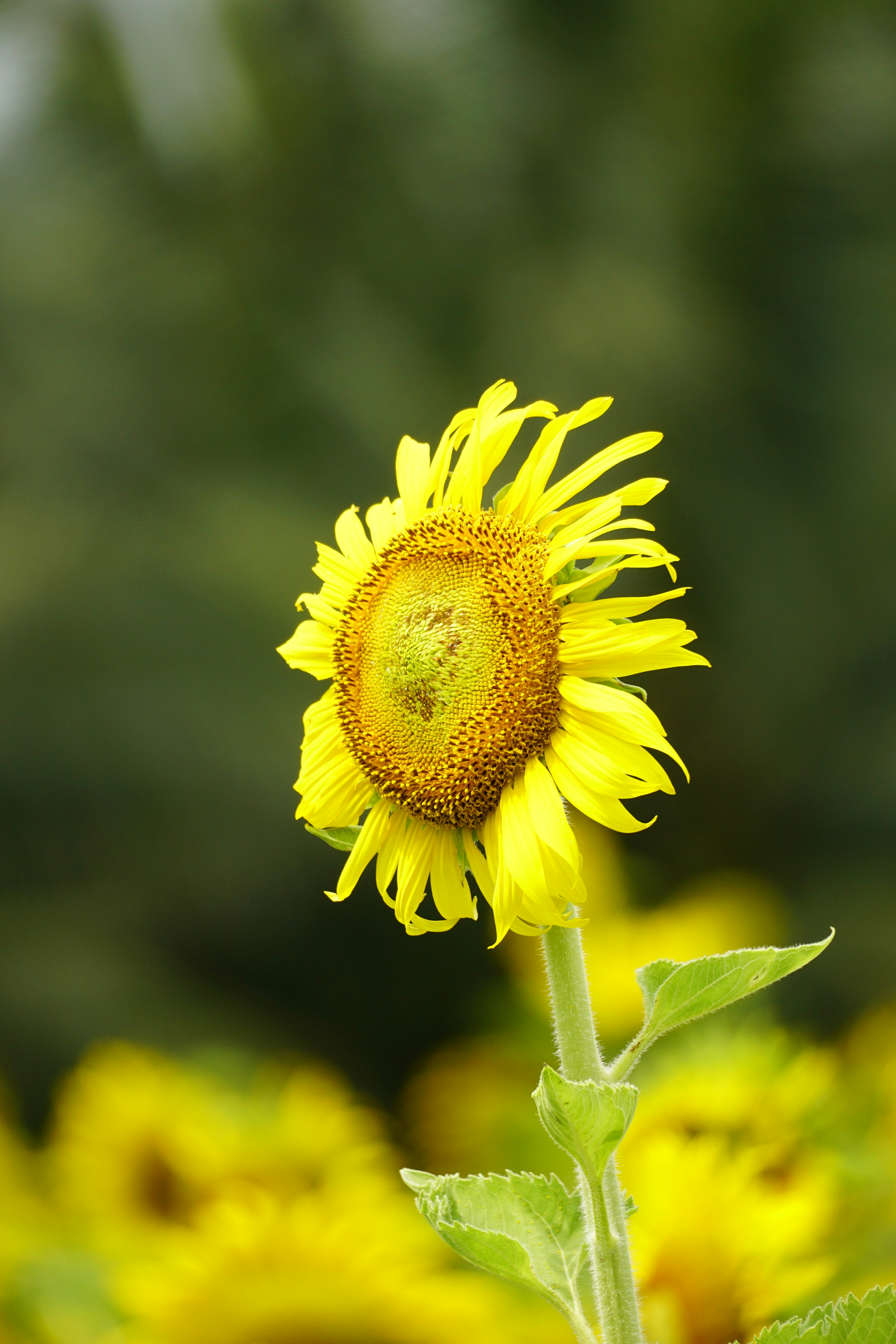 Center Stage Sunflower: A Close-Up of a Golden Disc Against Velvet Green