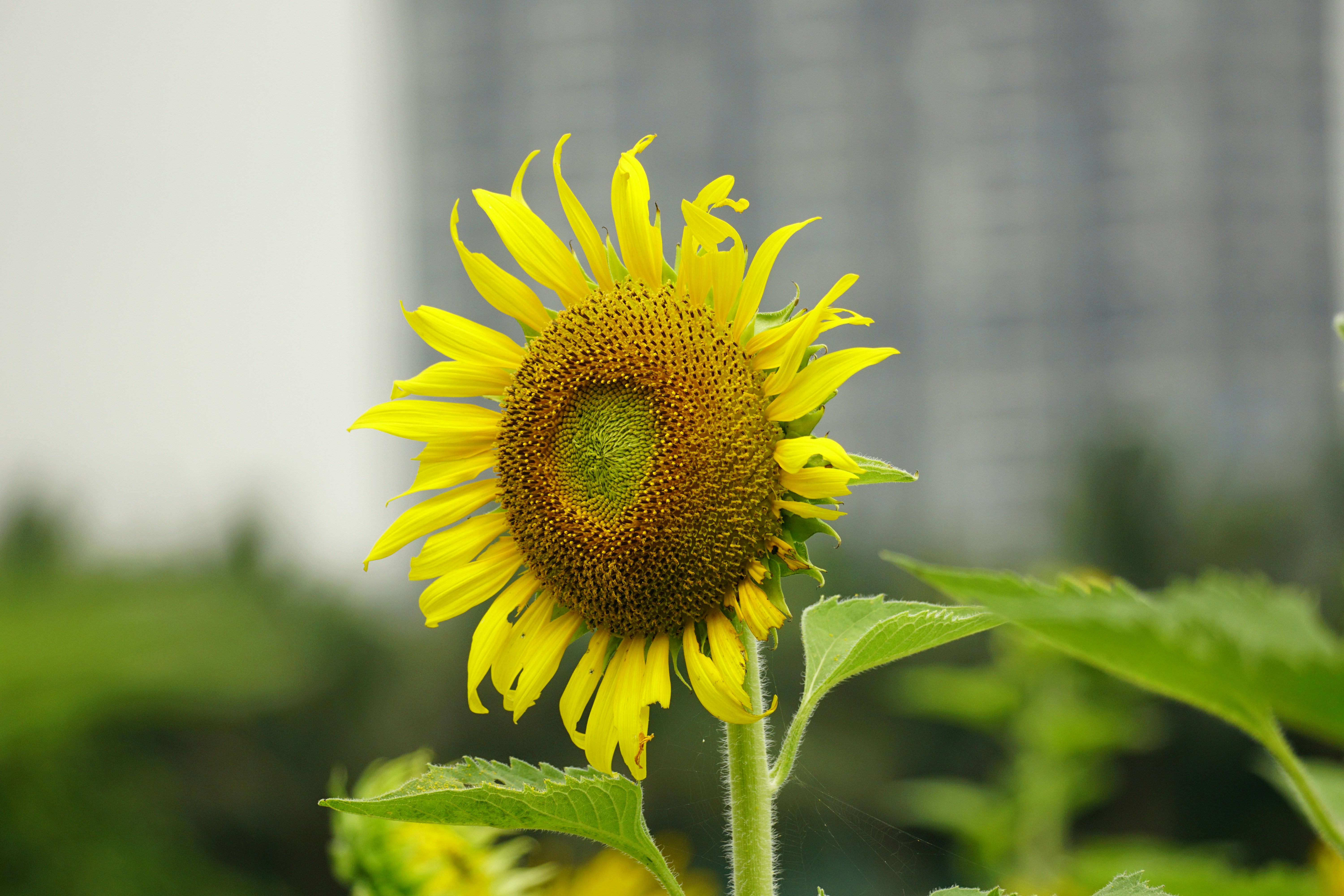A sunflower with a building in the background photo – Free Flower Image ...