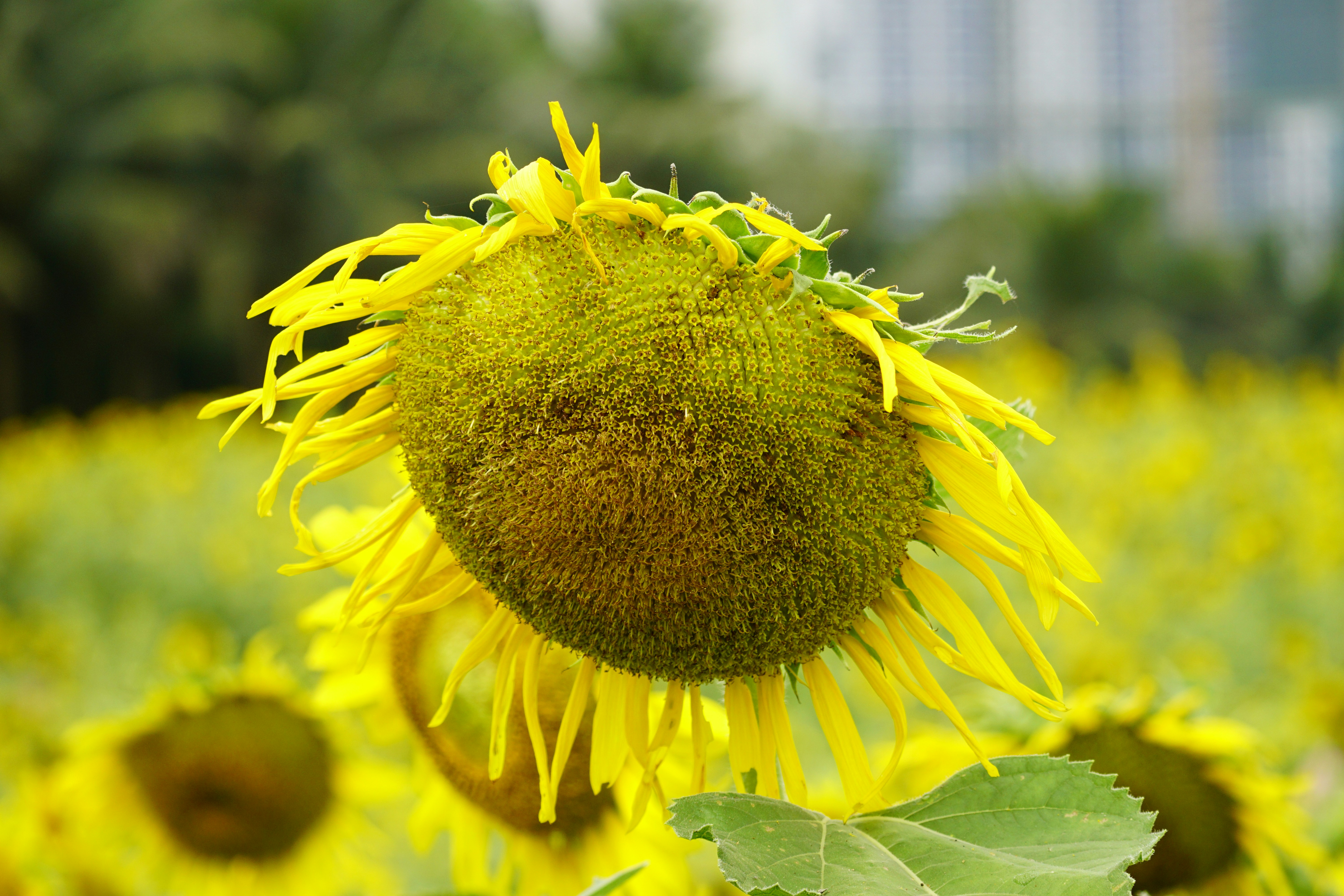 Central Sunflower Crown: A Sharp Portrait in a Sea of Yellow