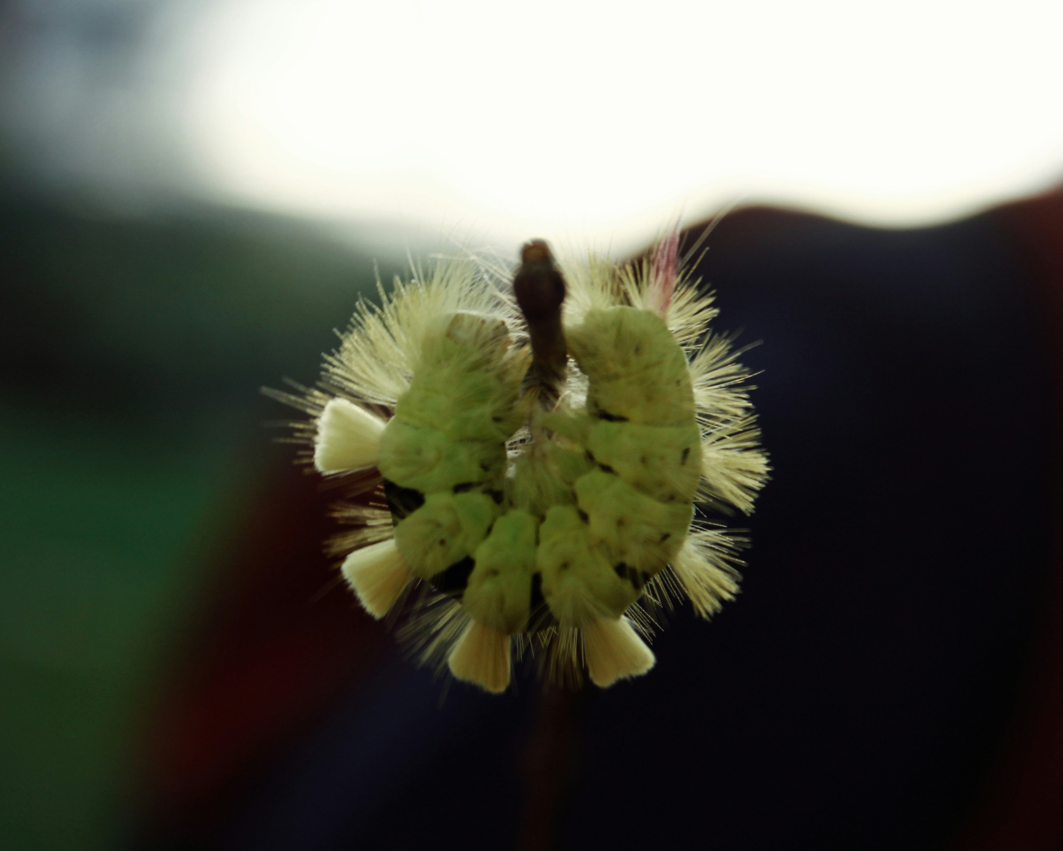 Backlit Macro: Pale Green Seed Pod with Velvet Hairs