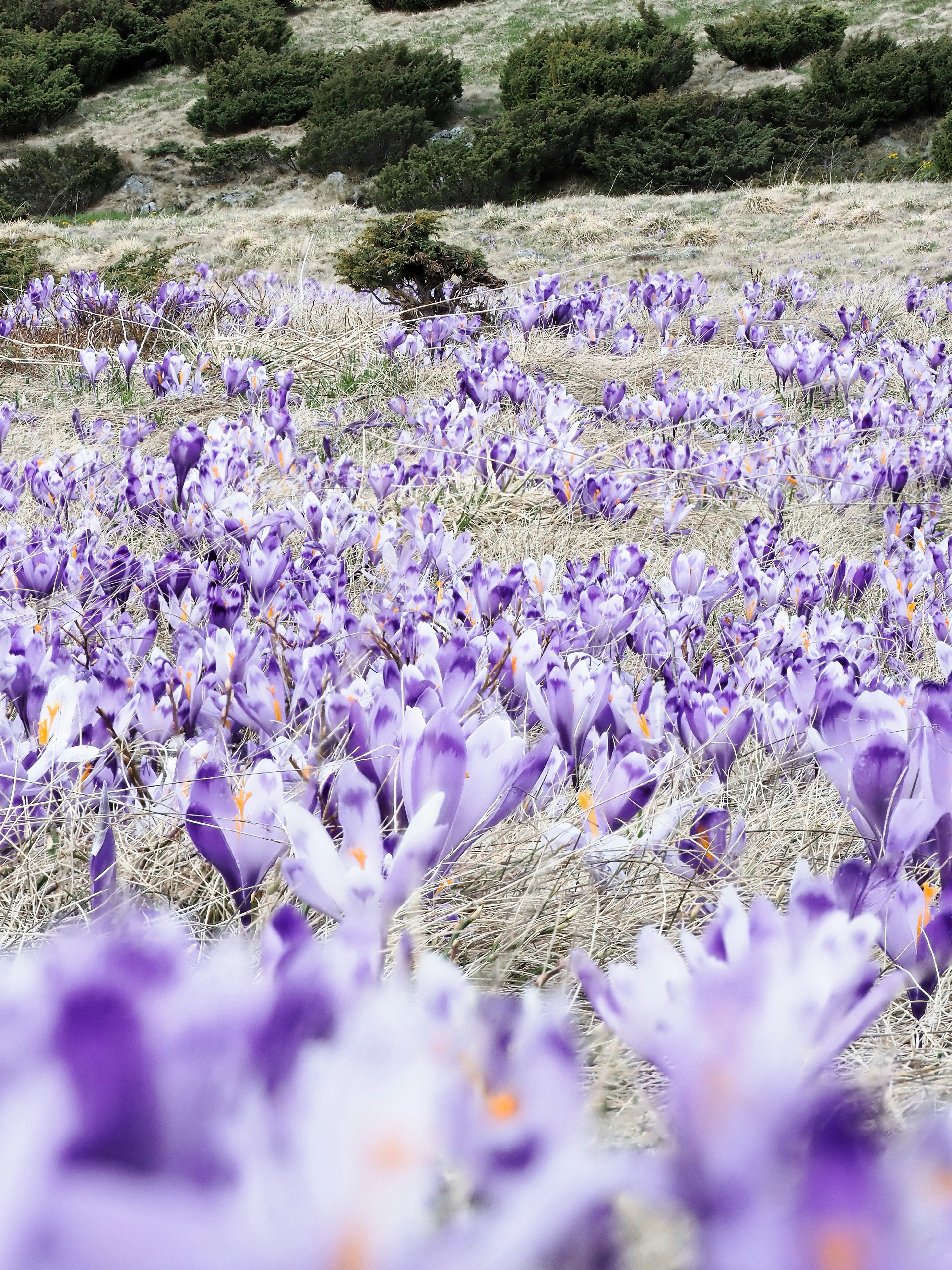 a field full of purple flowers in the middle of a field