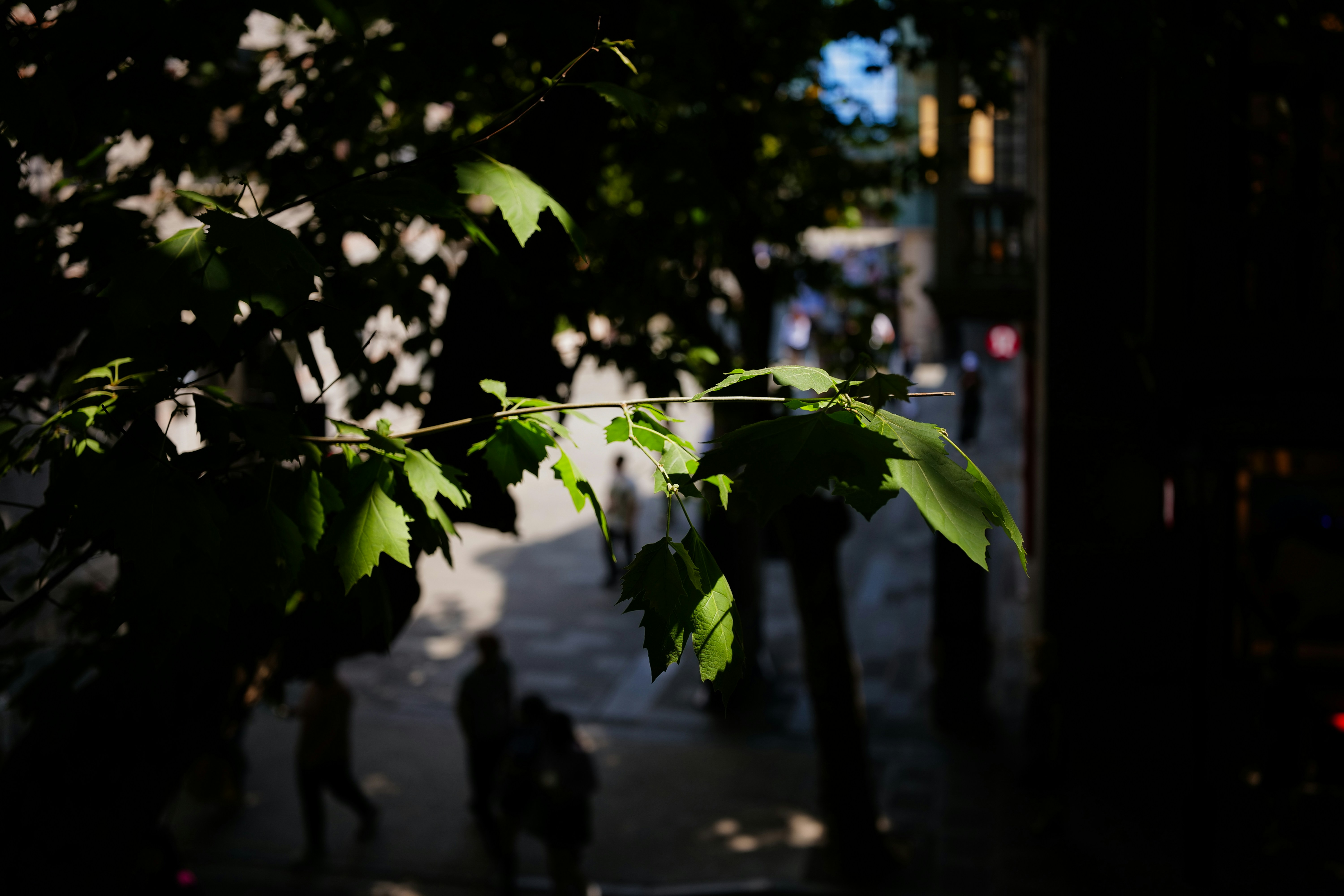 The sun shines on the leaves