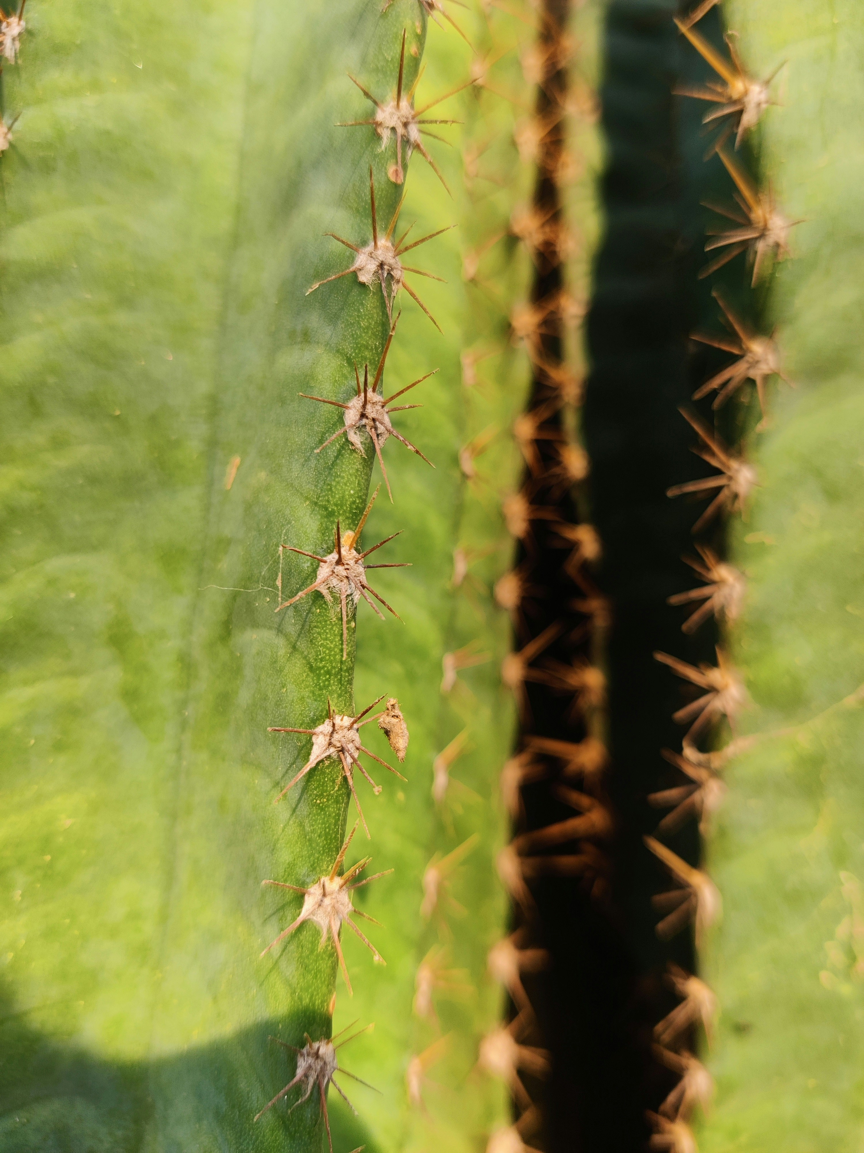 A close up of a cactus plant with many small bugs on it photo – Free ...