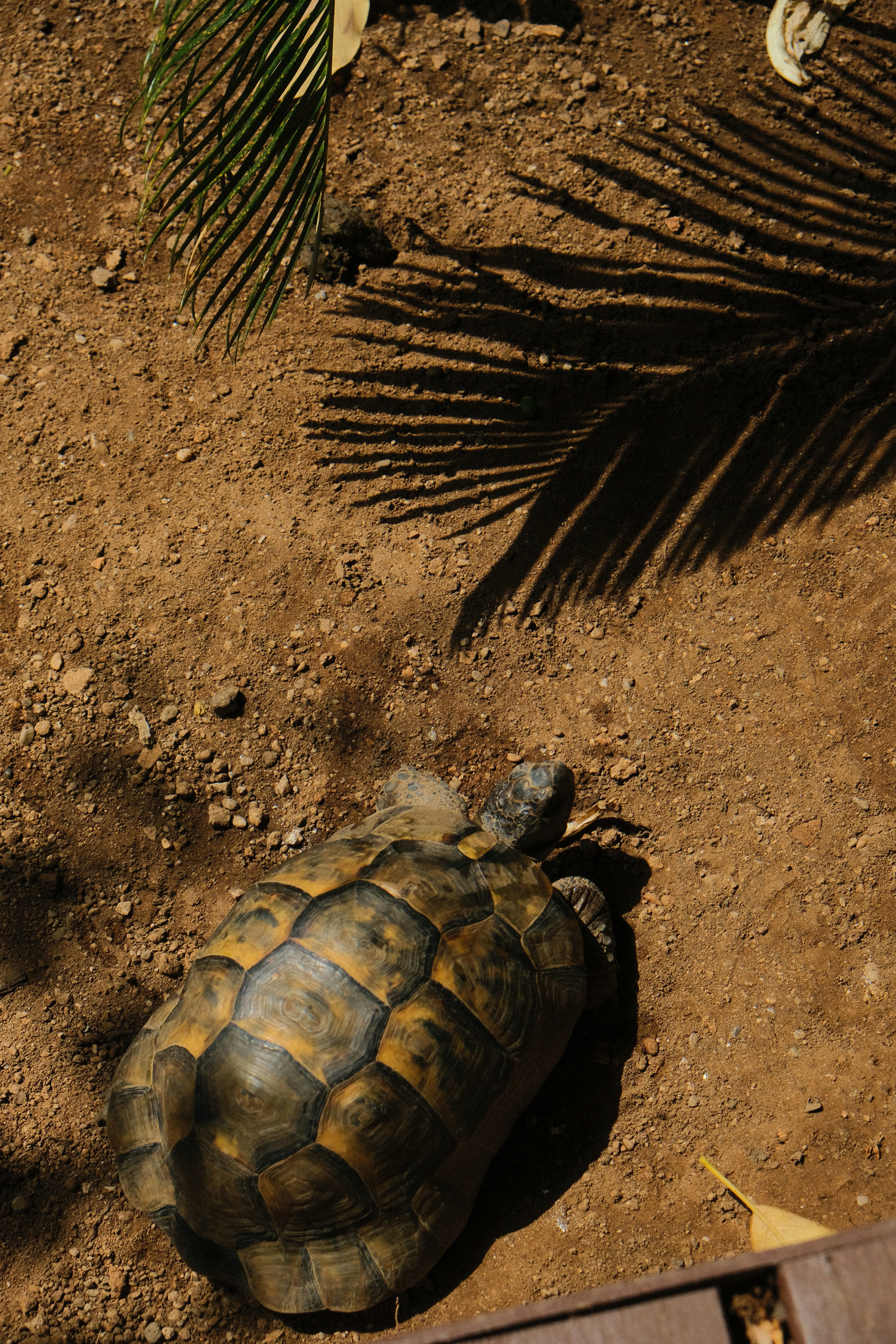 Grounded in Shadows: Desert Tortoise Amid Palm-Shadowed Dirt