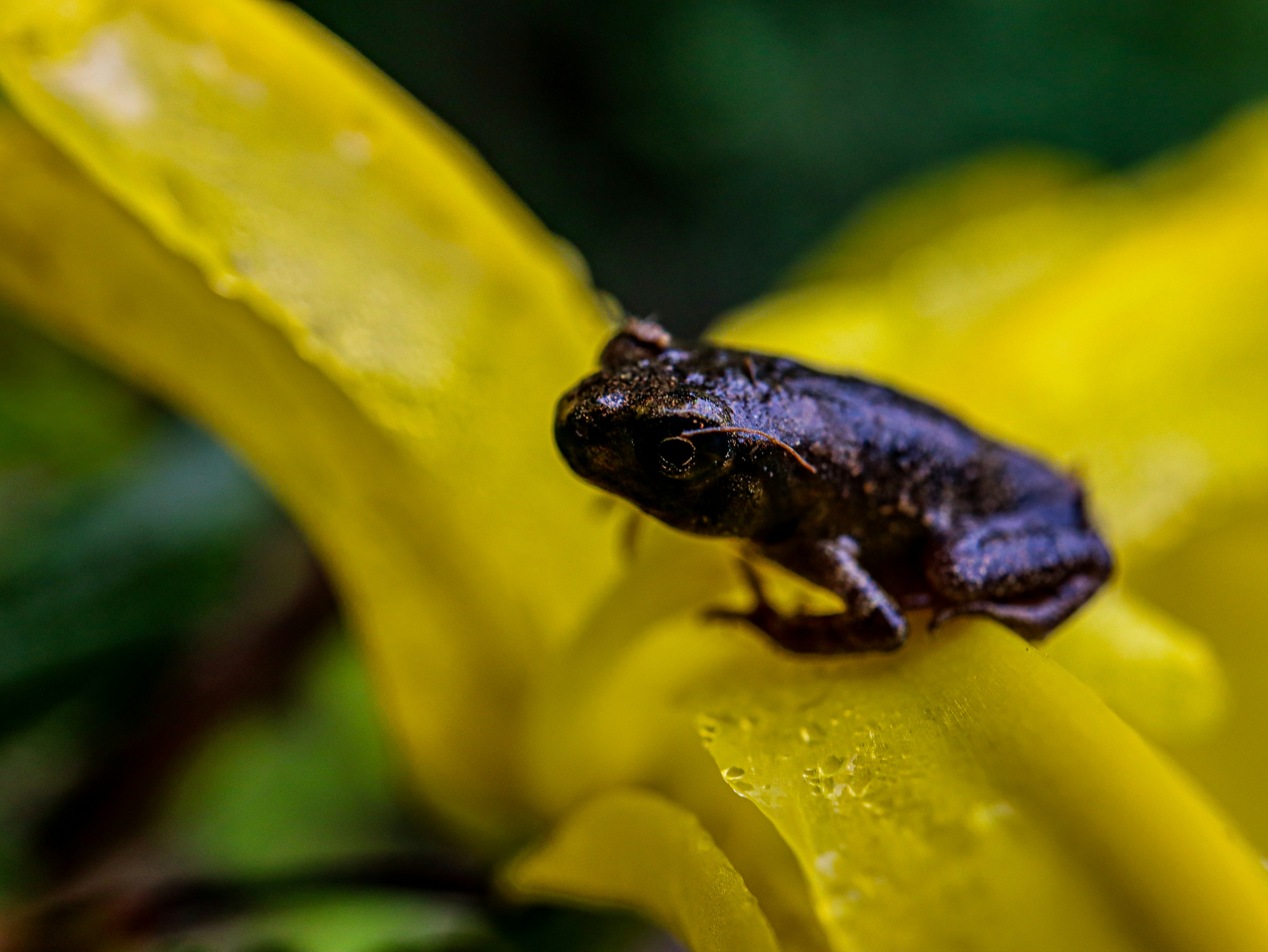 Tiny Jump, Big Color: A Frogs-eye View on a Yellow Bloom
