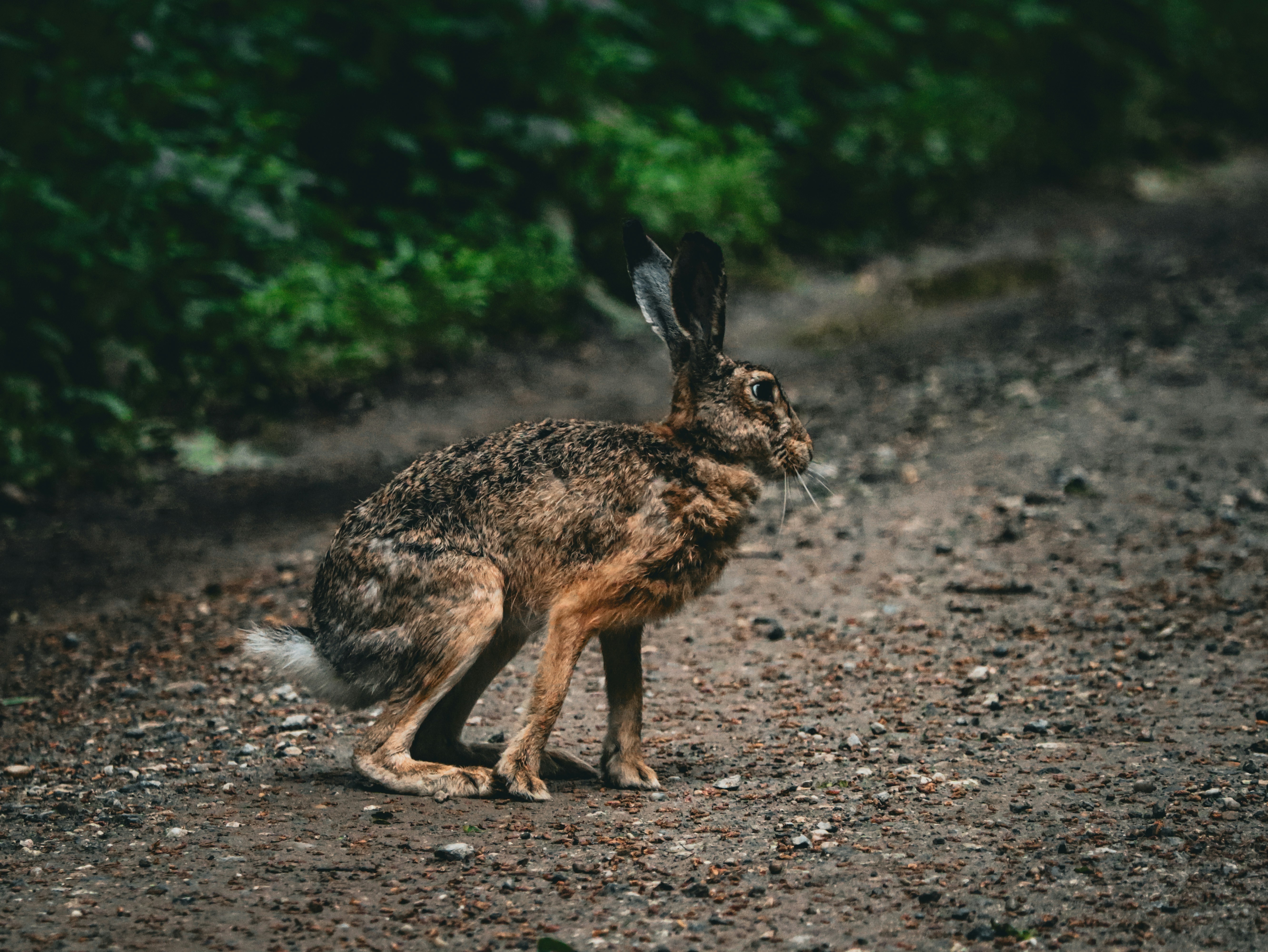 A brown rabbit standing on top of a dirt road photo – Free Animal Image ...