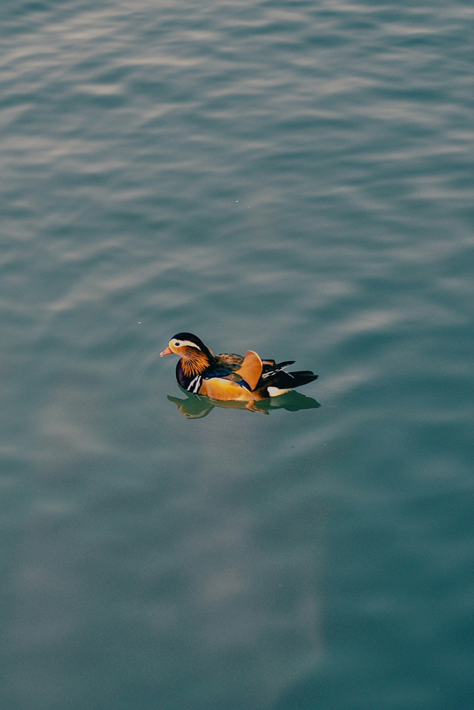 Mandarin Duck Gliding on a Turquoise Mirror