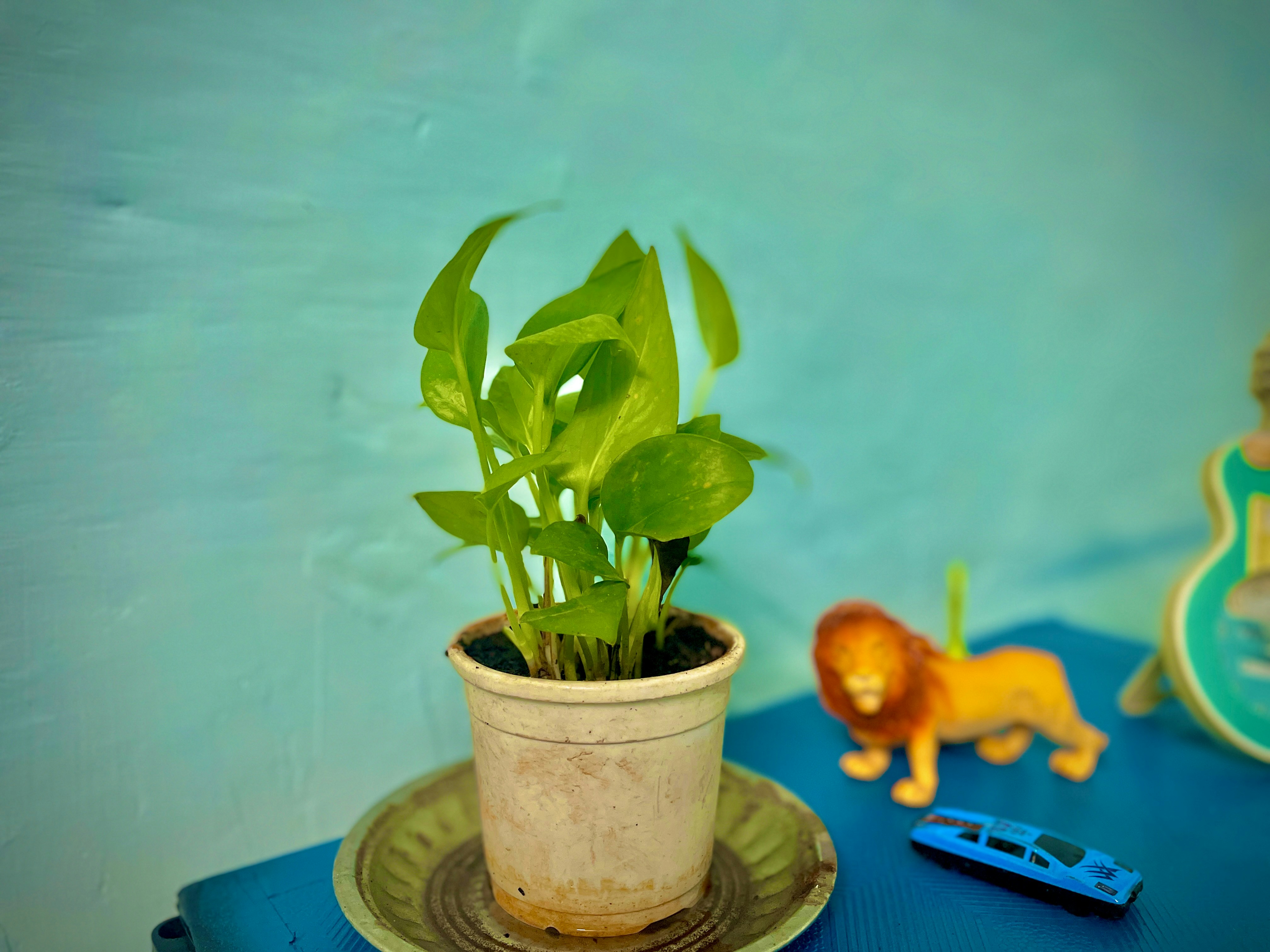 Verdant Pot on a Turquoise Table: A Tiny Still Life Among Toys