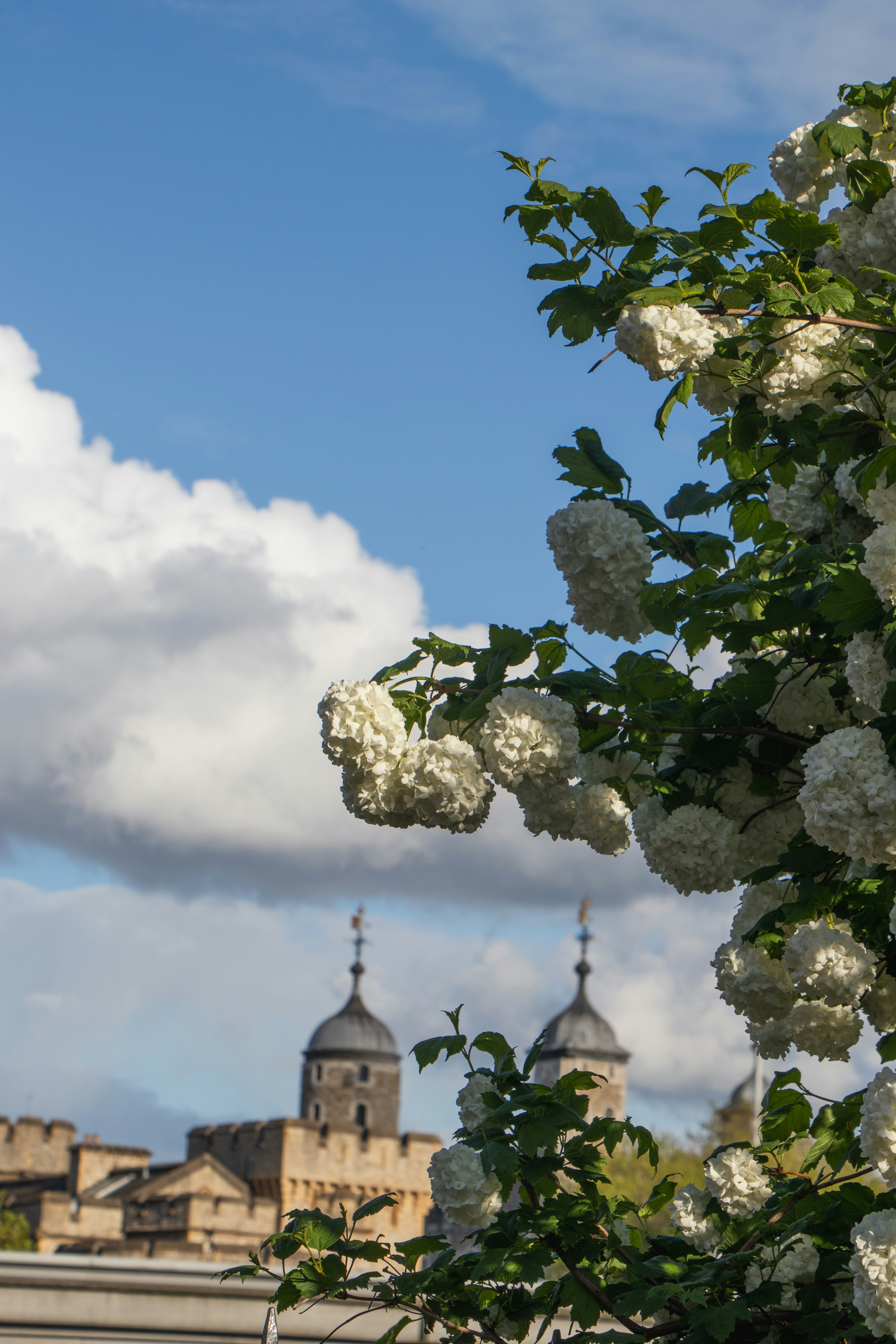 Snowball Blooms Framing a Medieval Skyline