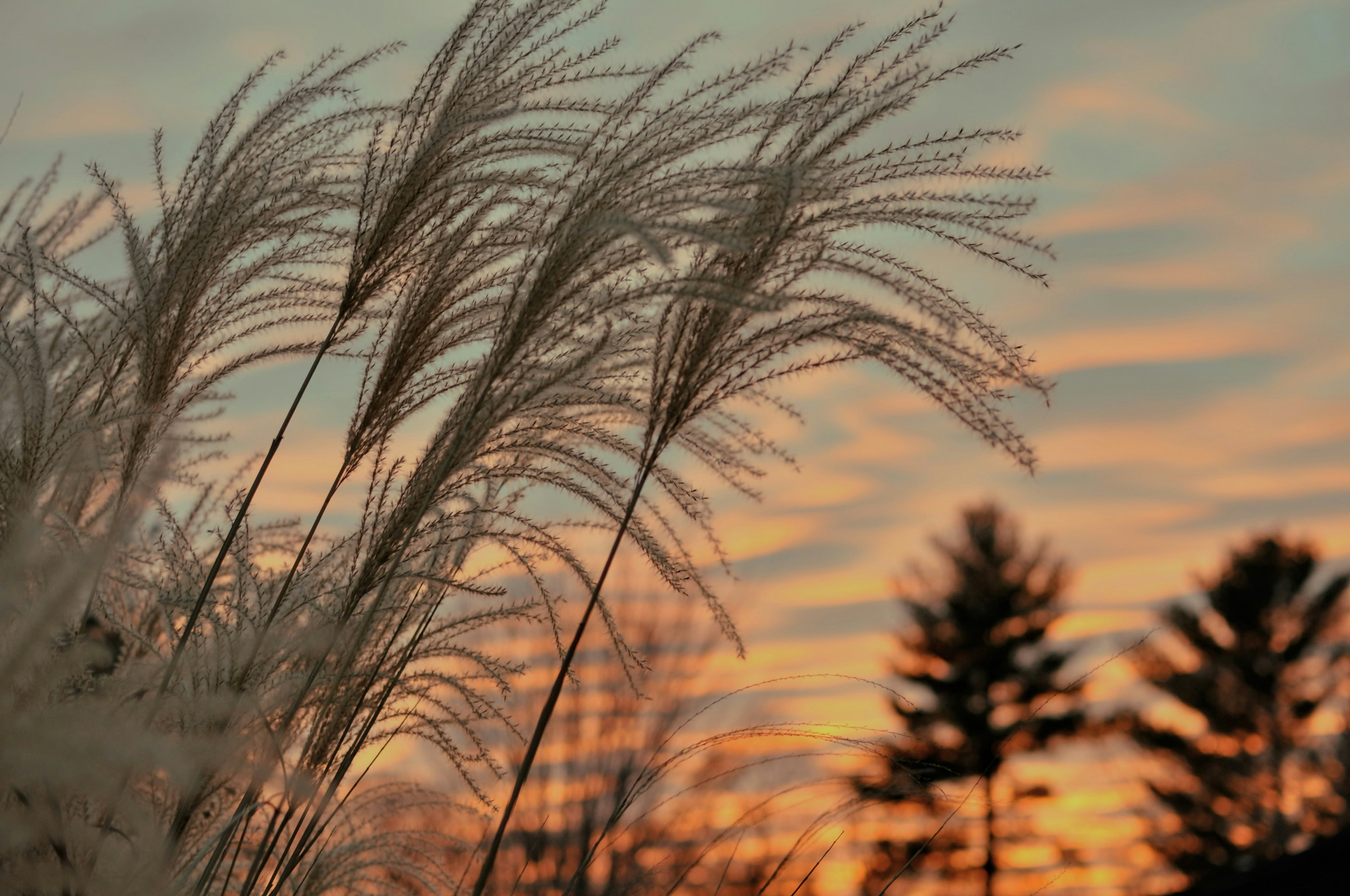 Dusk-Woven Reeds: Amber Sky and Silhouetted Pines