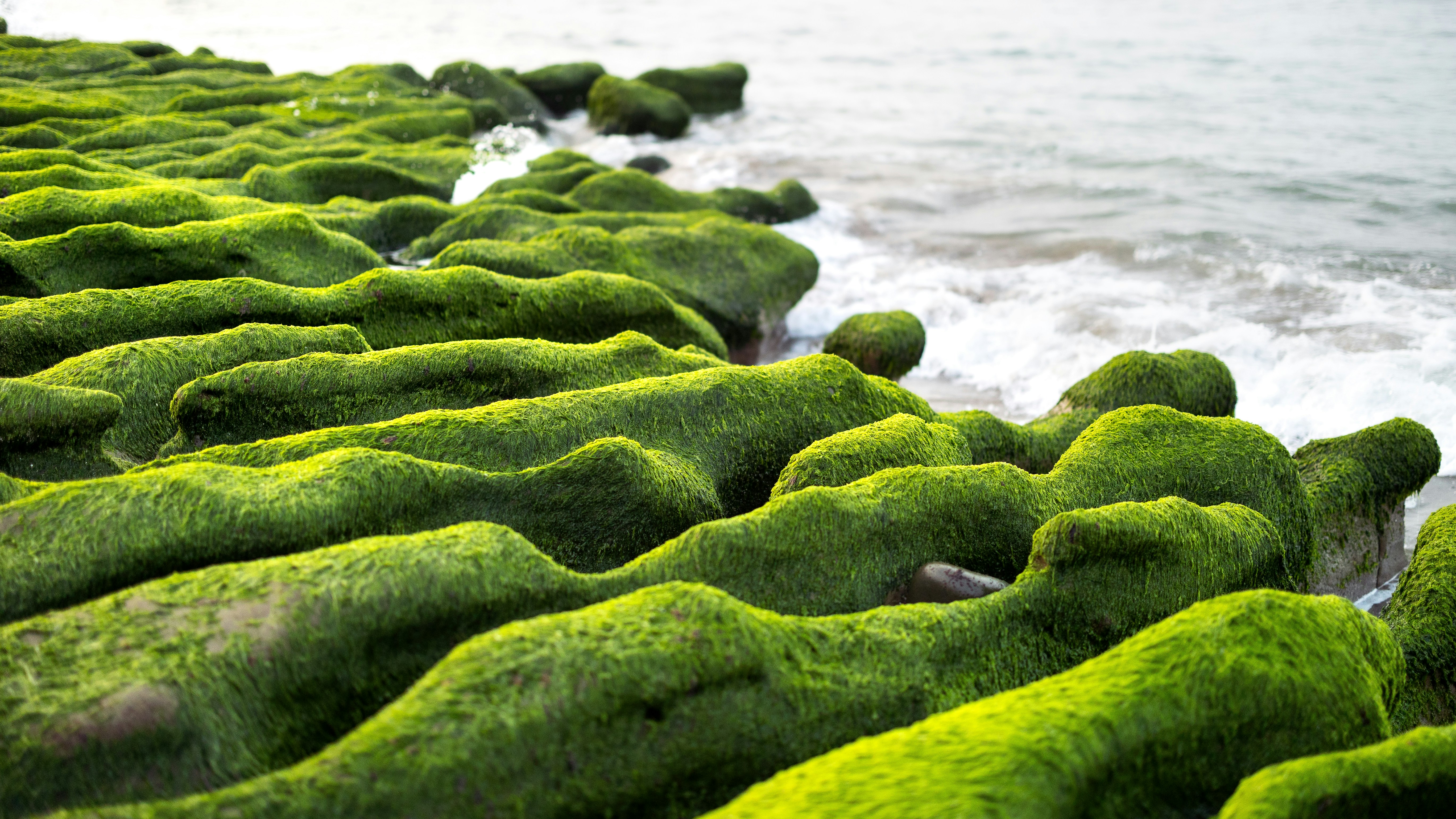 Moss growing on the rocks near the water photo – Free Laomei green reef ...