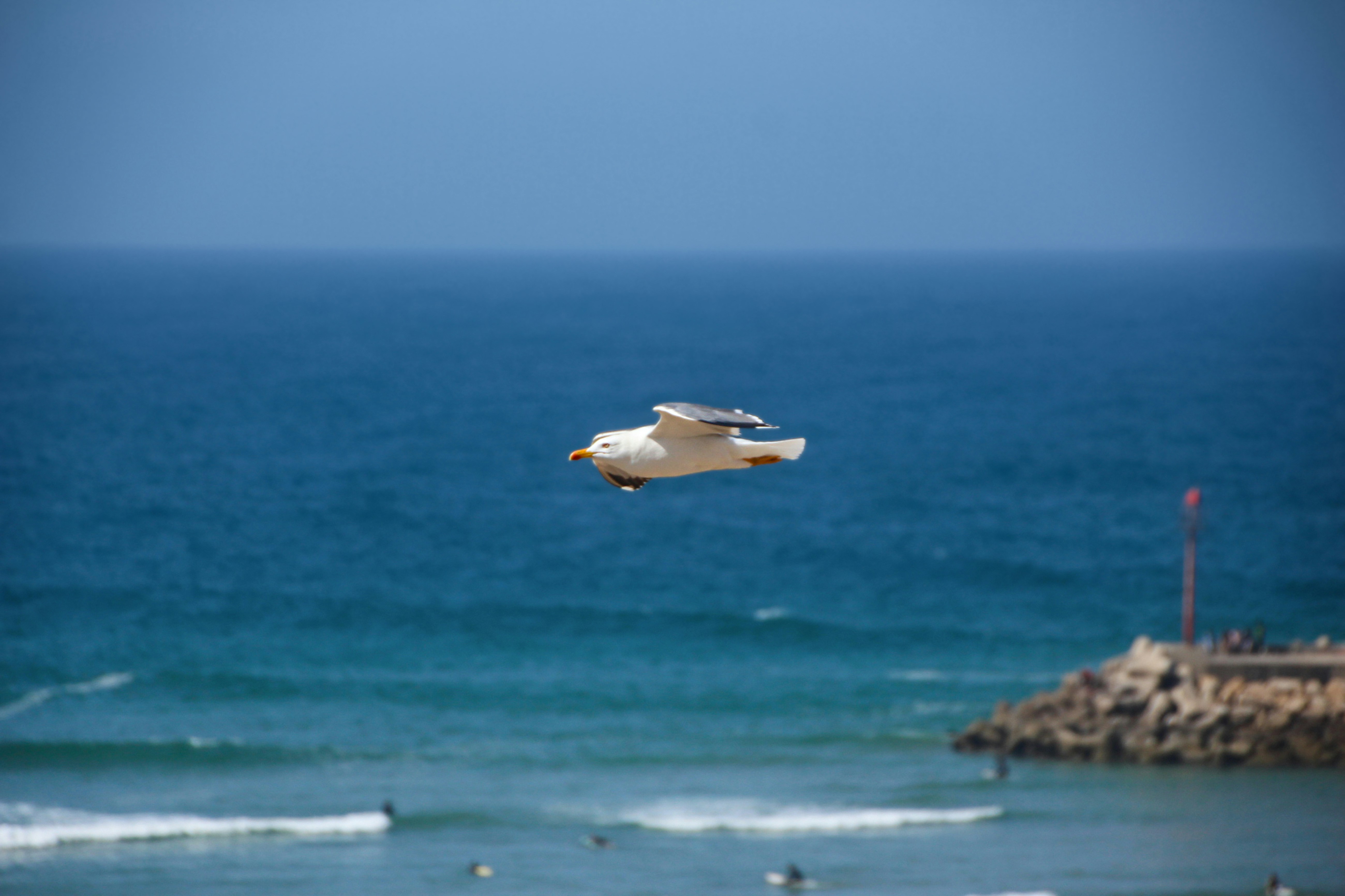 A seagull flying over the ocean with people swimming in the water photo ...
