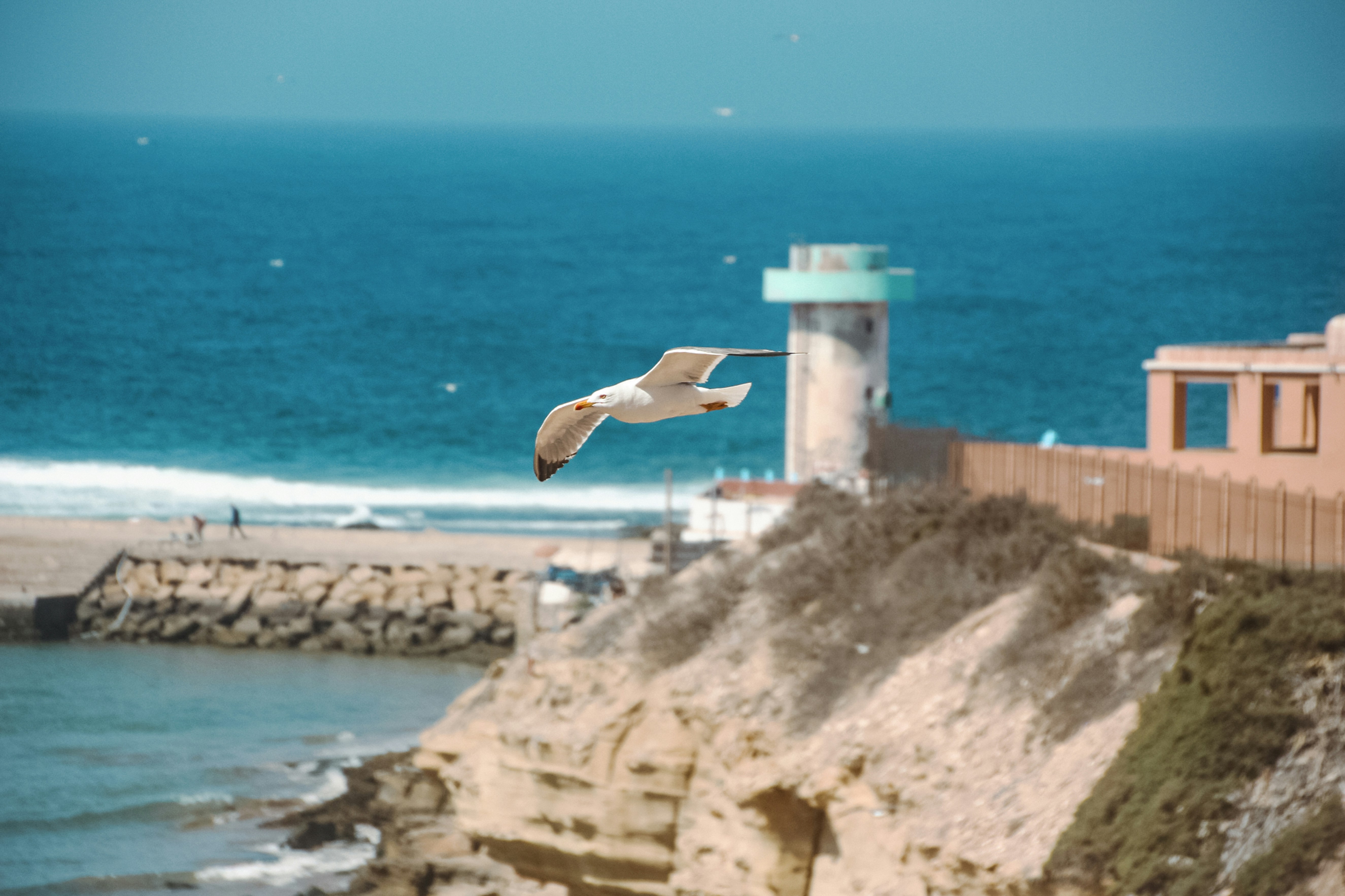 A seagull flying over a beach next to the ocean photo – Free Bird Image ...