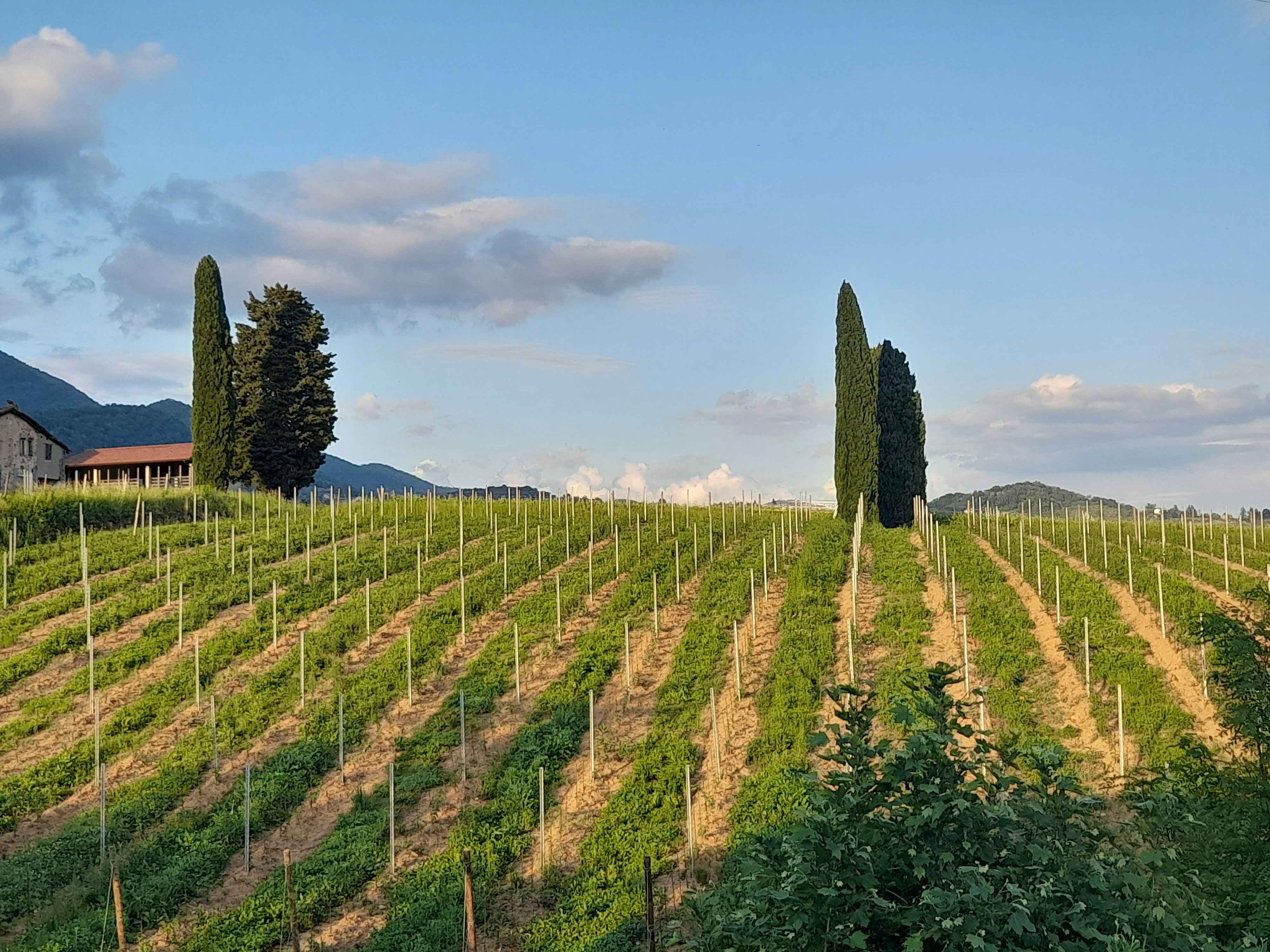 Vineyard rows stretch across a sloping hillside with tall cypress trees under a clear blue sky.