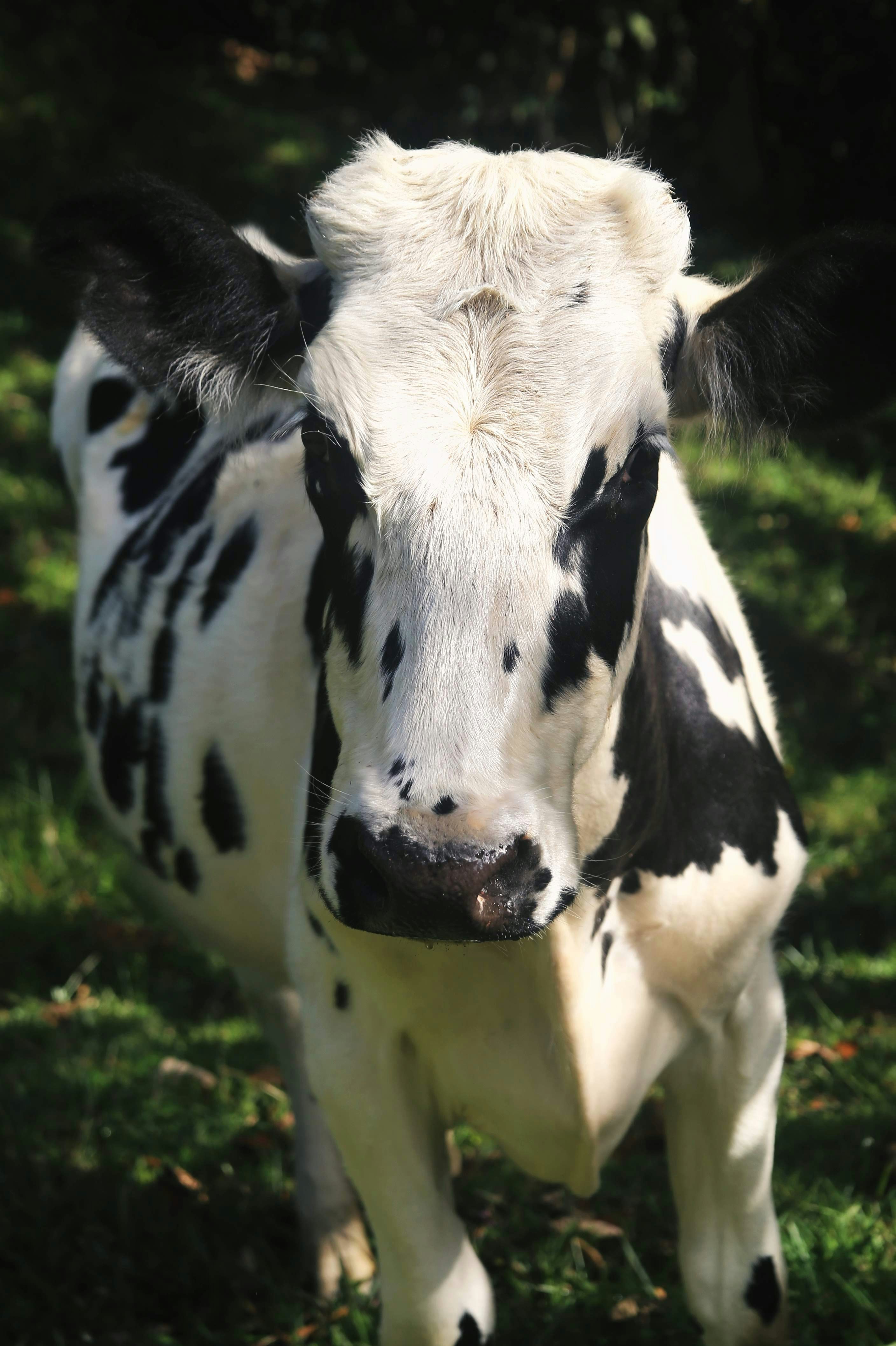 Gaze in the Grass: a Holstein portrait in sun-dappled pasture
