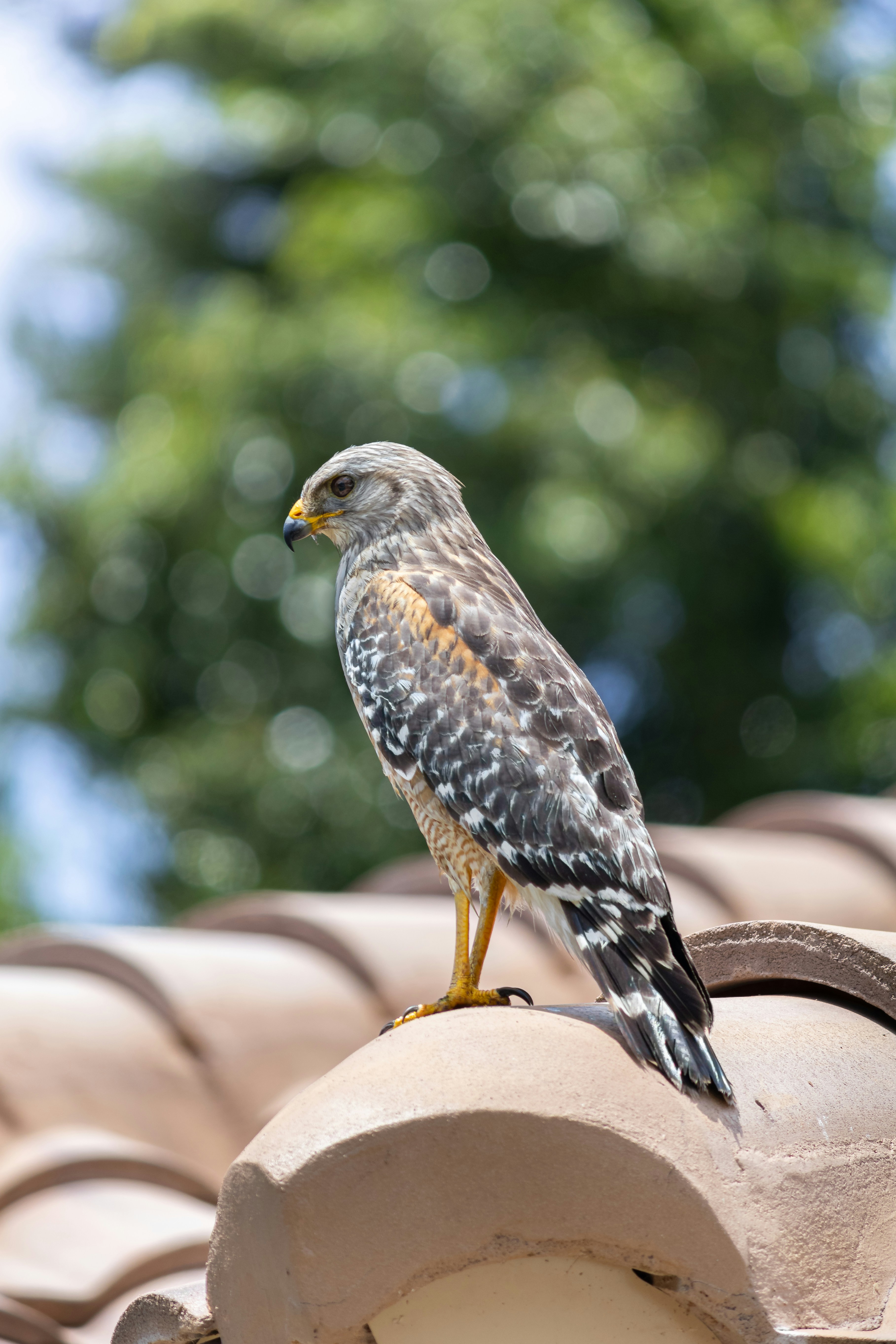 Terracotta Perch: Falcon on a Quiet Rooftop