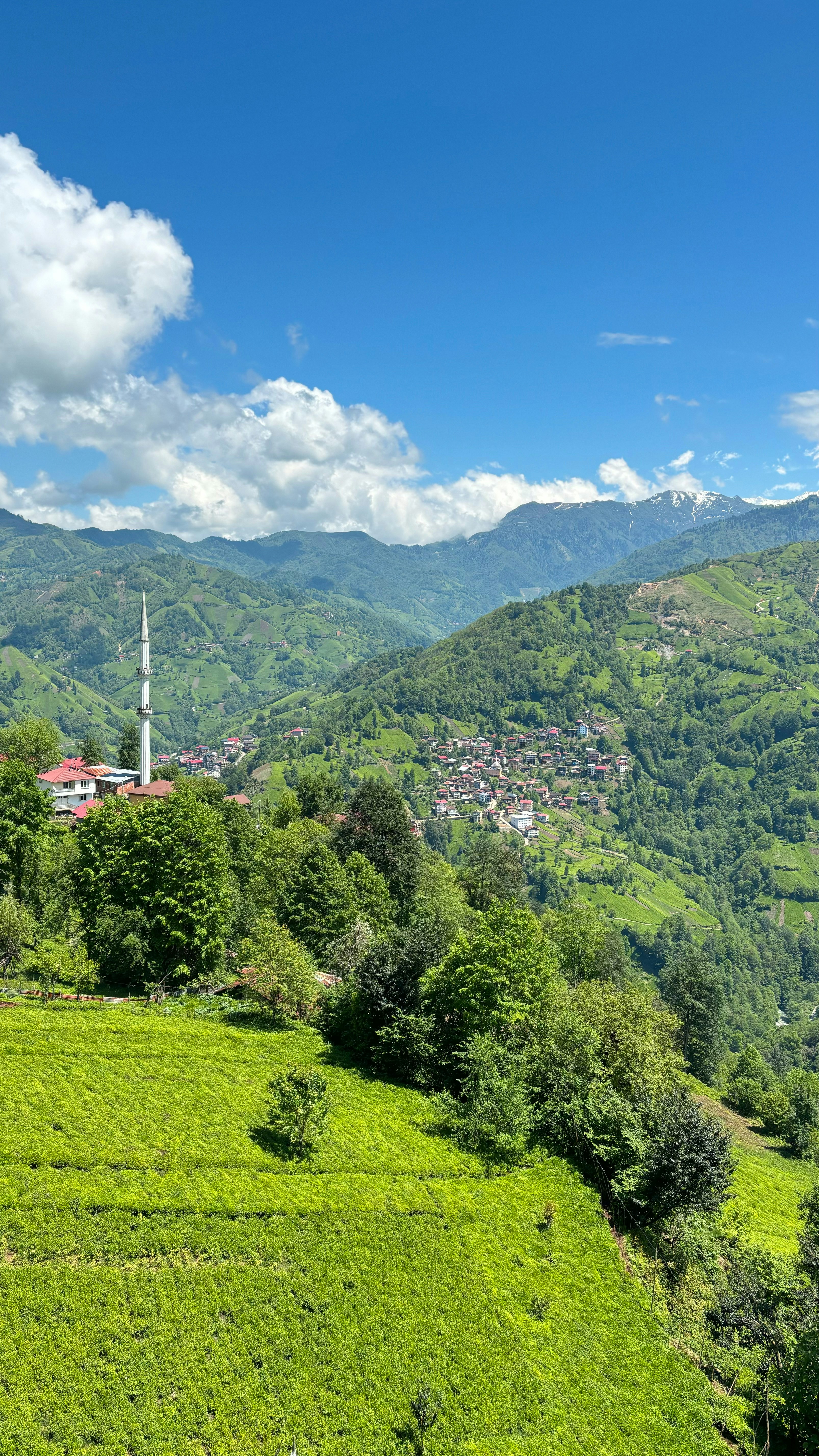 Verdant Slopes of Şangul's Tea Gardens