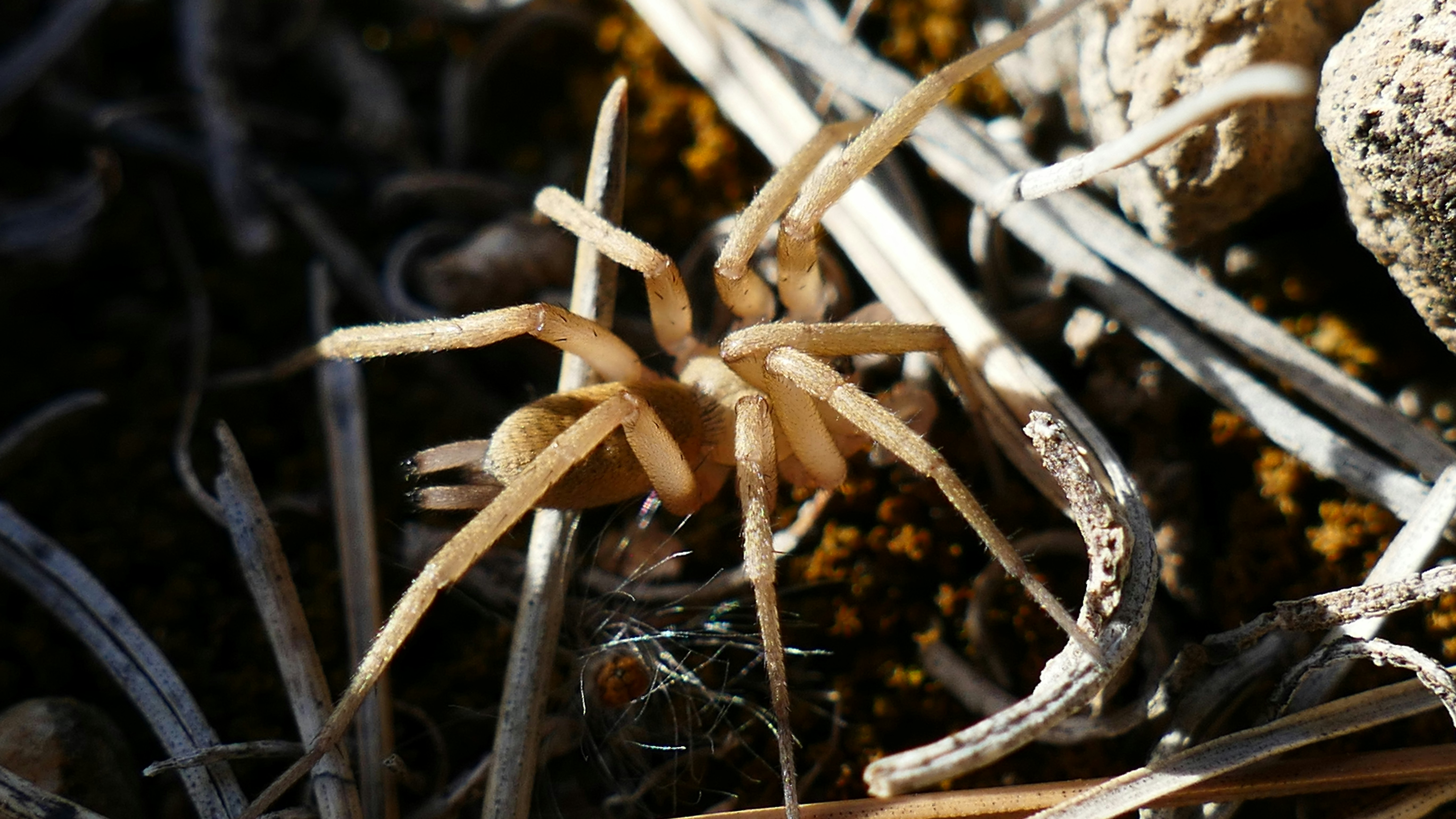 Amber Core Among Skeletal Tendrils: A Macro Portrait of Dried Plant Geometry