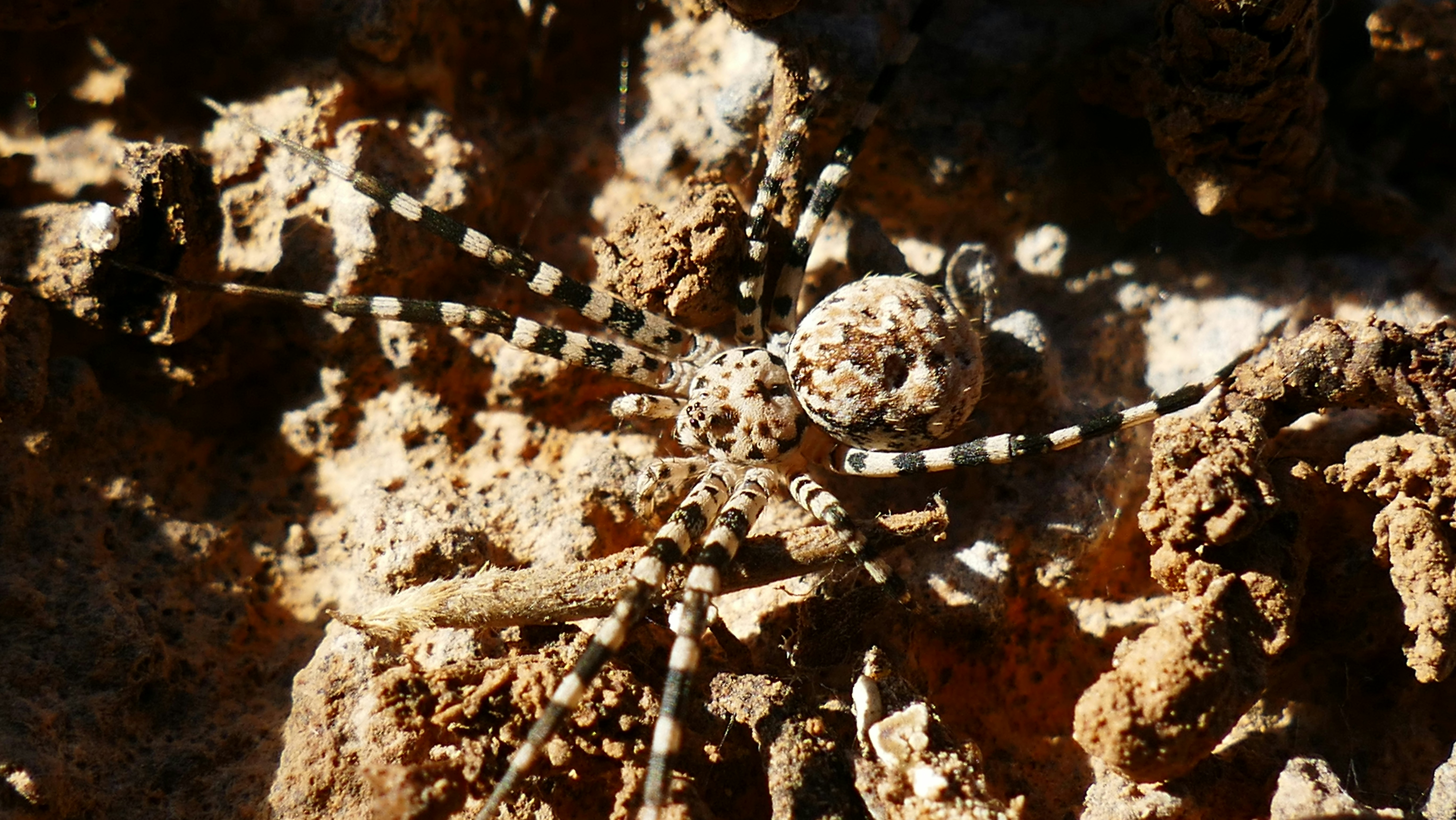 Zebra Jumping Spider Traverses Sunlit Gravel