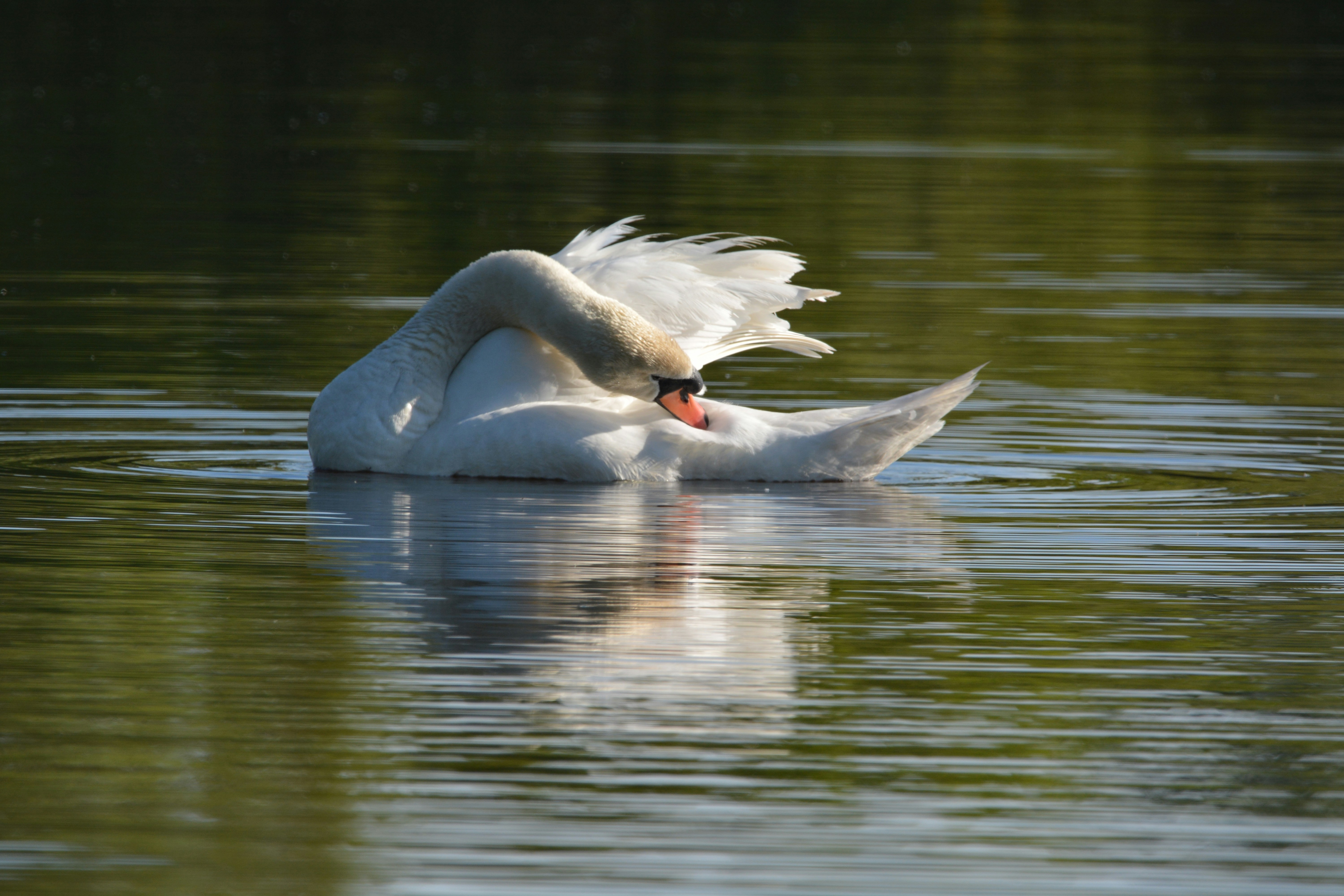 Cygne blanc sur l'étang