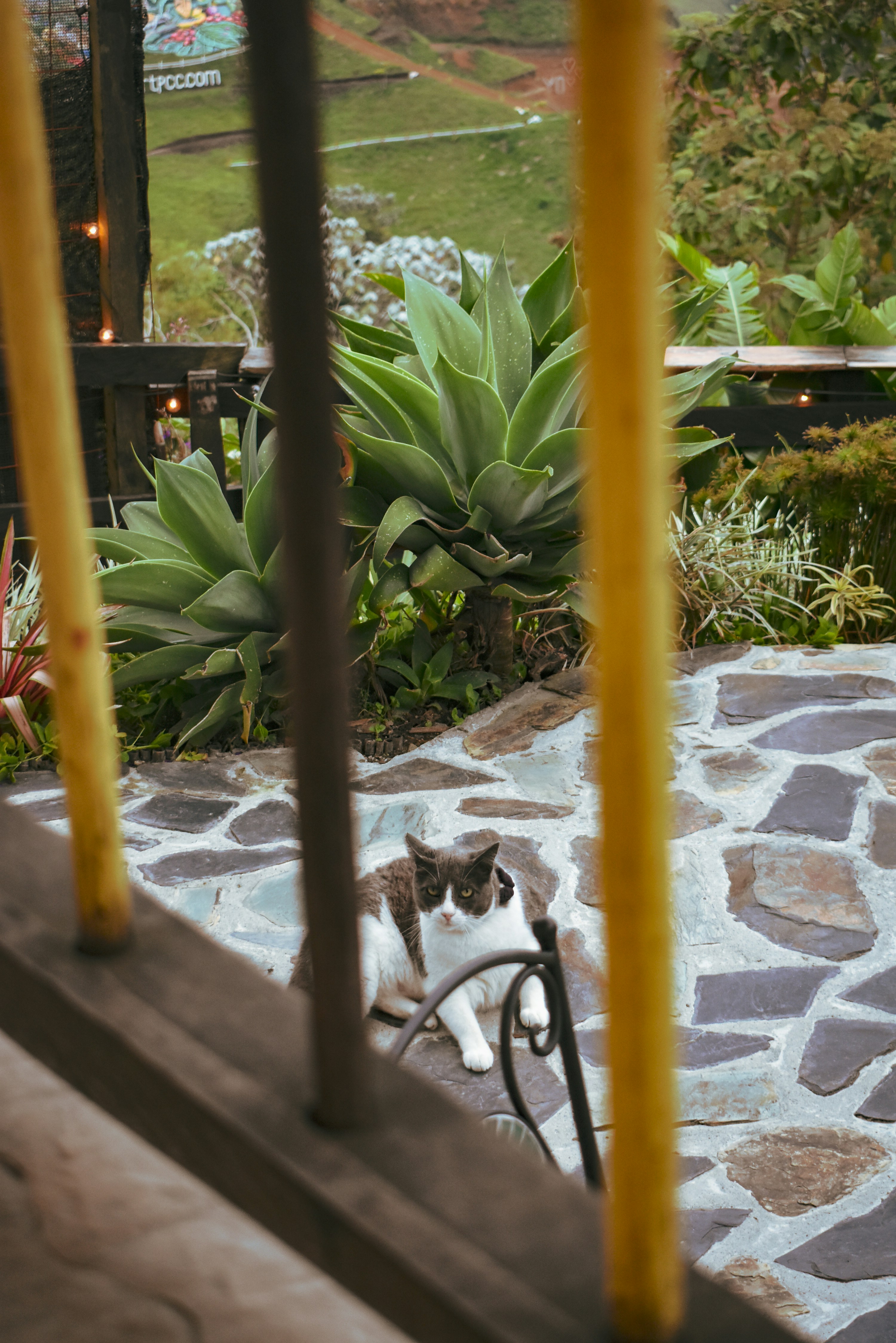 Curious Cat in a Sunlit Stone Courtyard Framed by Yellow Rails