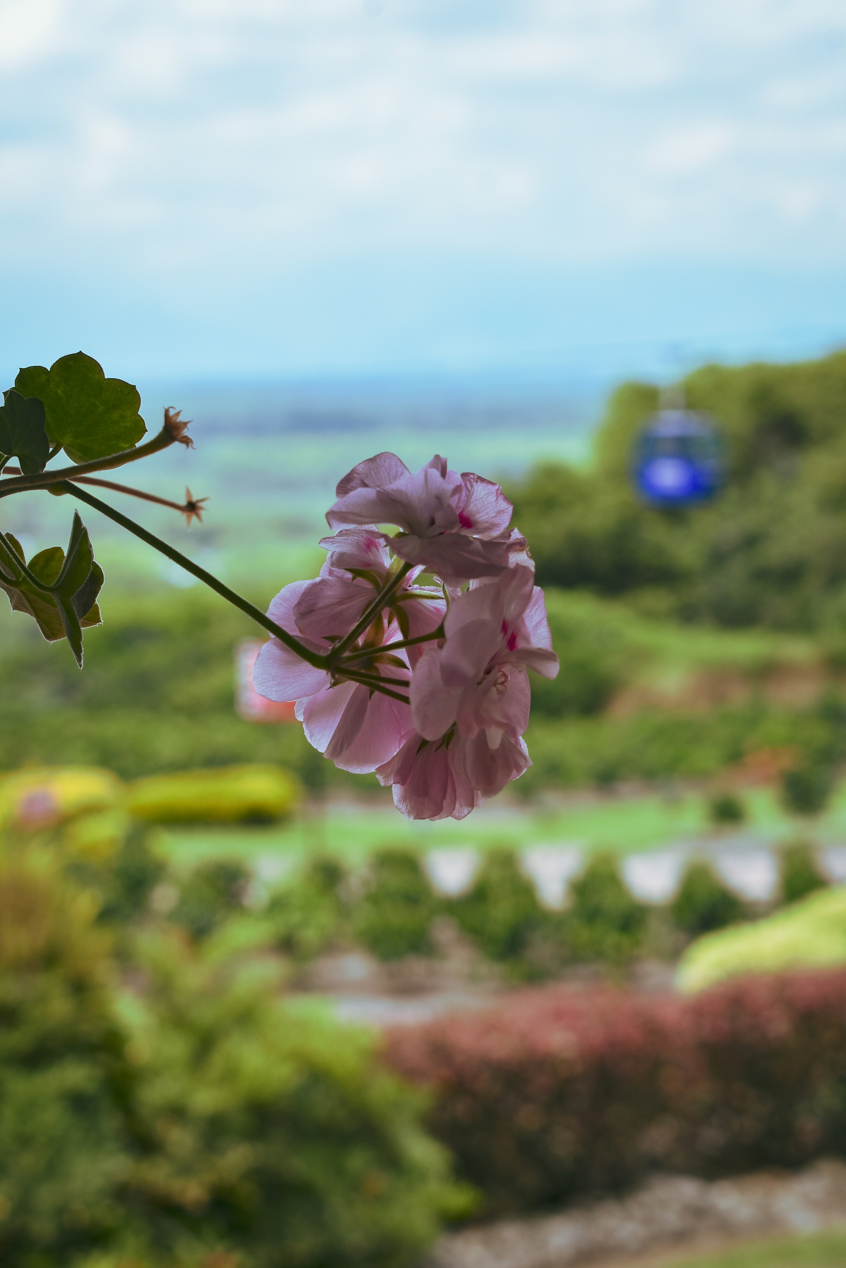 Petal in Focus: Pink Blossom Anchored by a Blur of Valley and Cable Car