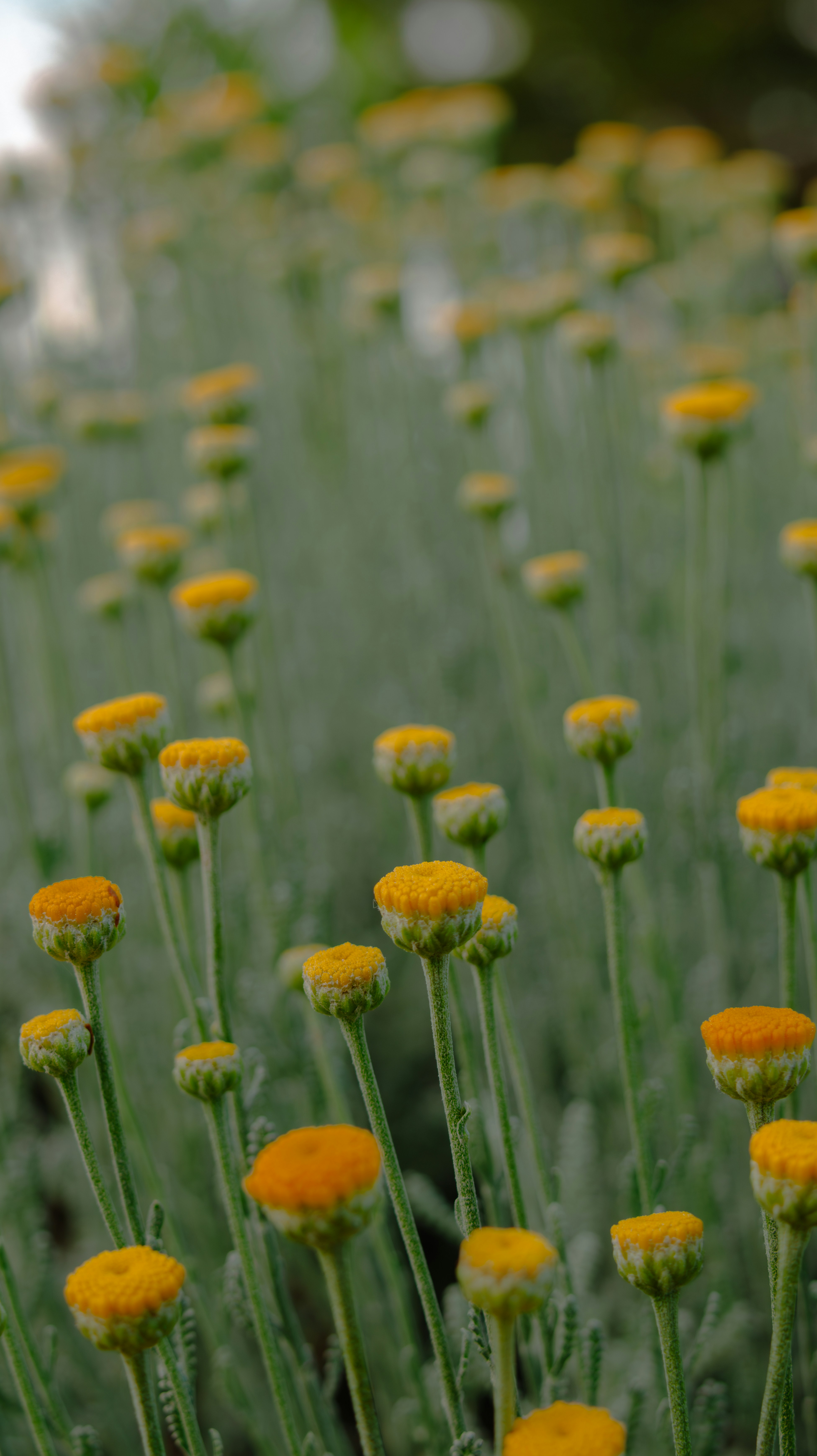 Buttonflower Symphony: Tall Yellow Heads in a Soft Green Sea
