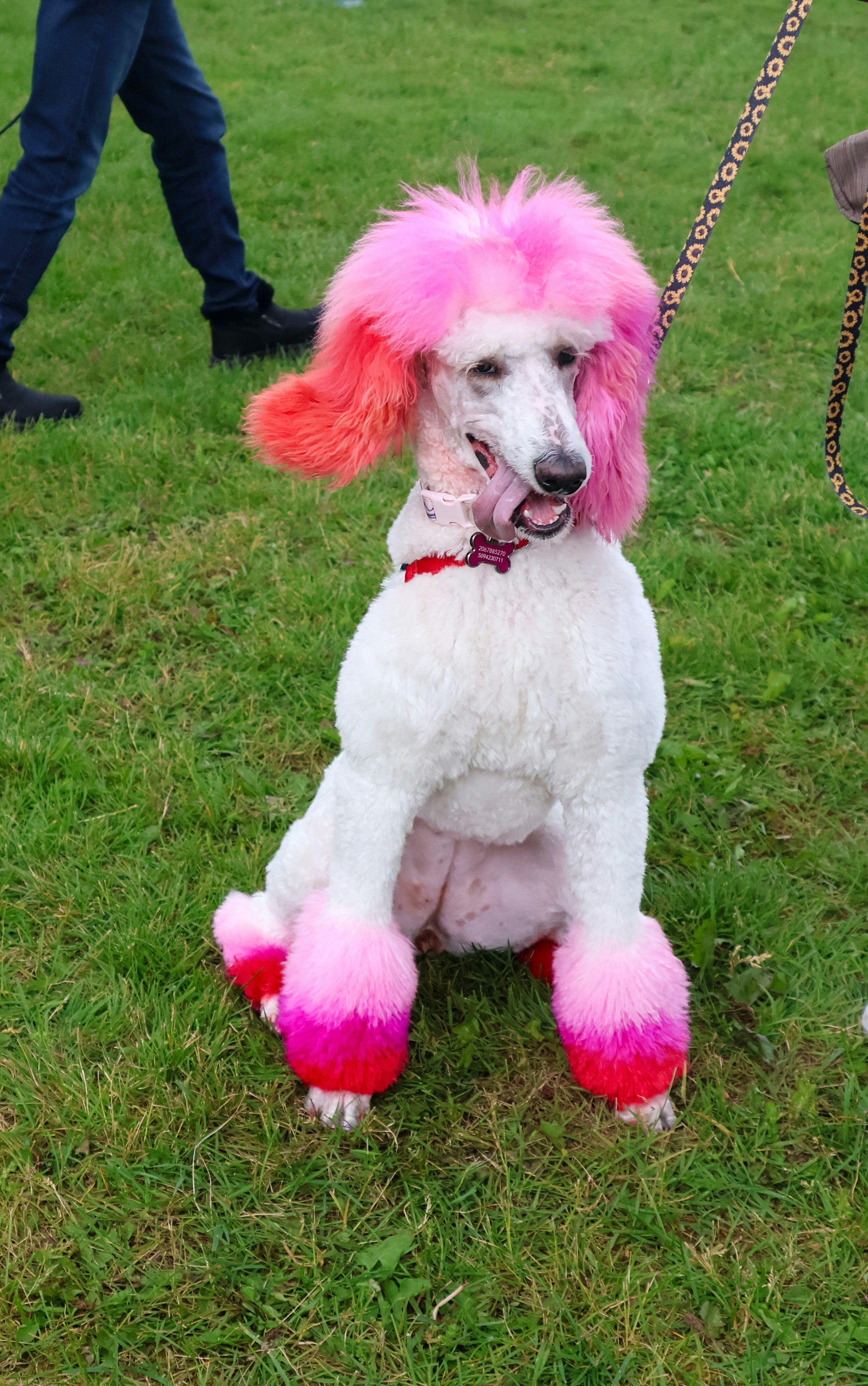 Fluffy white poodle with pink-tinted fur sits on a grassy lawn, wearing a pink collar and leg warmers, with a patterned leash visible in the background. A cheerful park moment captured in a candid pet portrait.