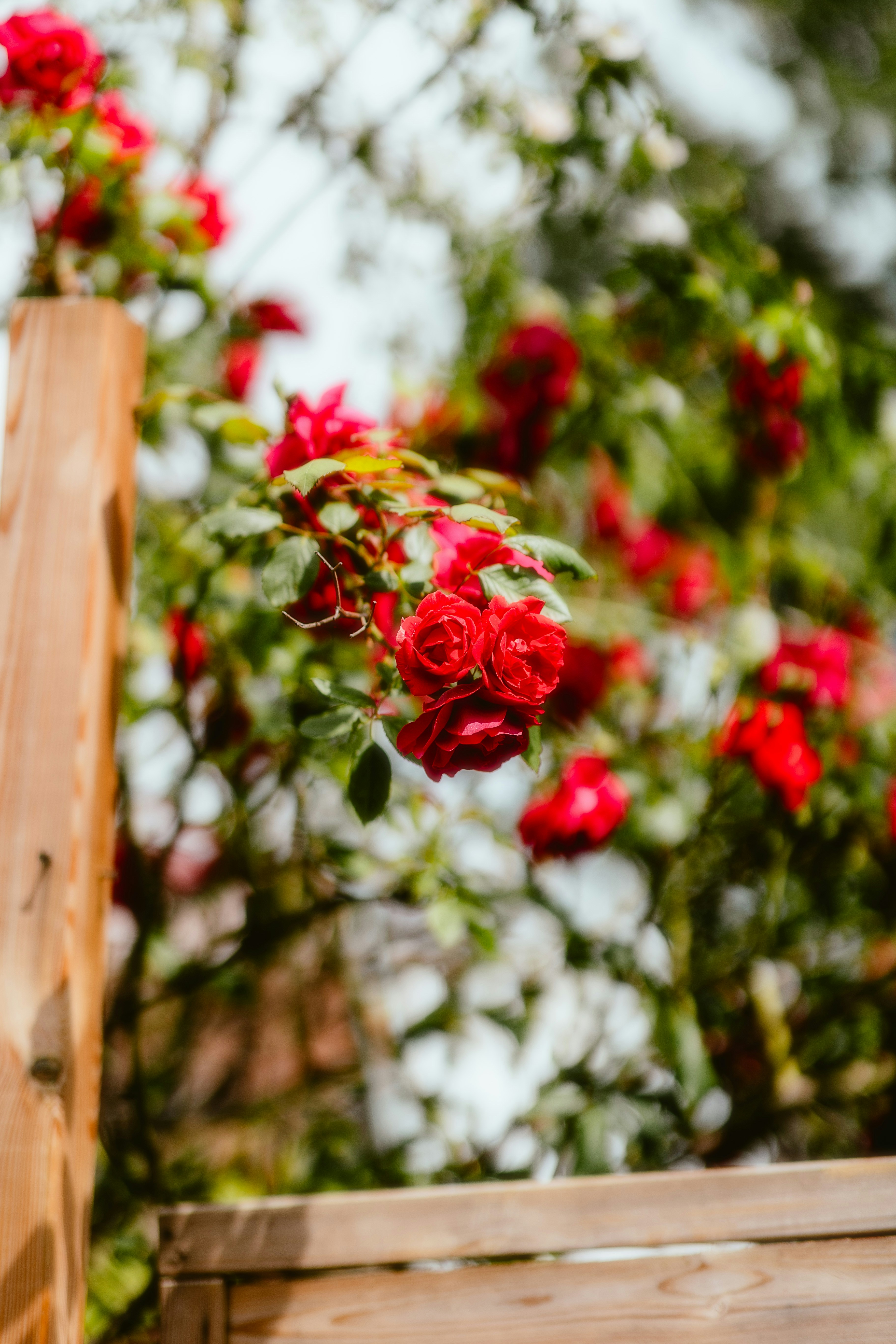 Crimson Roses Framing a Sunlit Wooden Fence