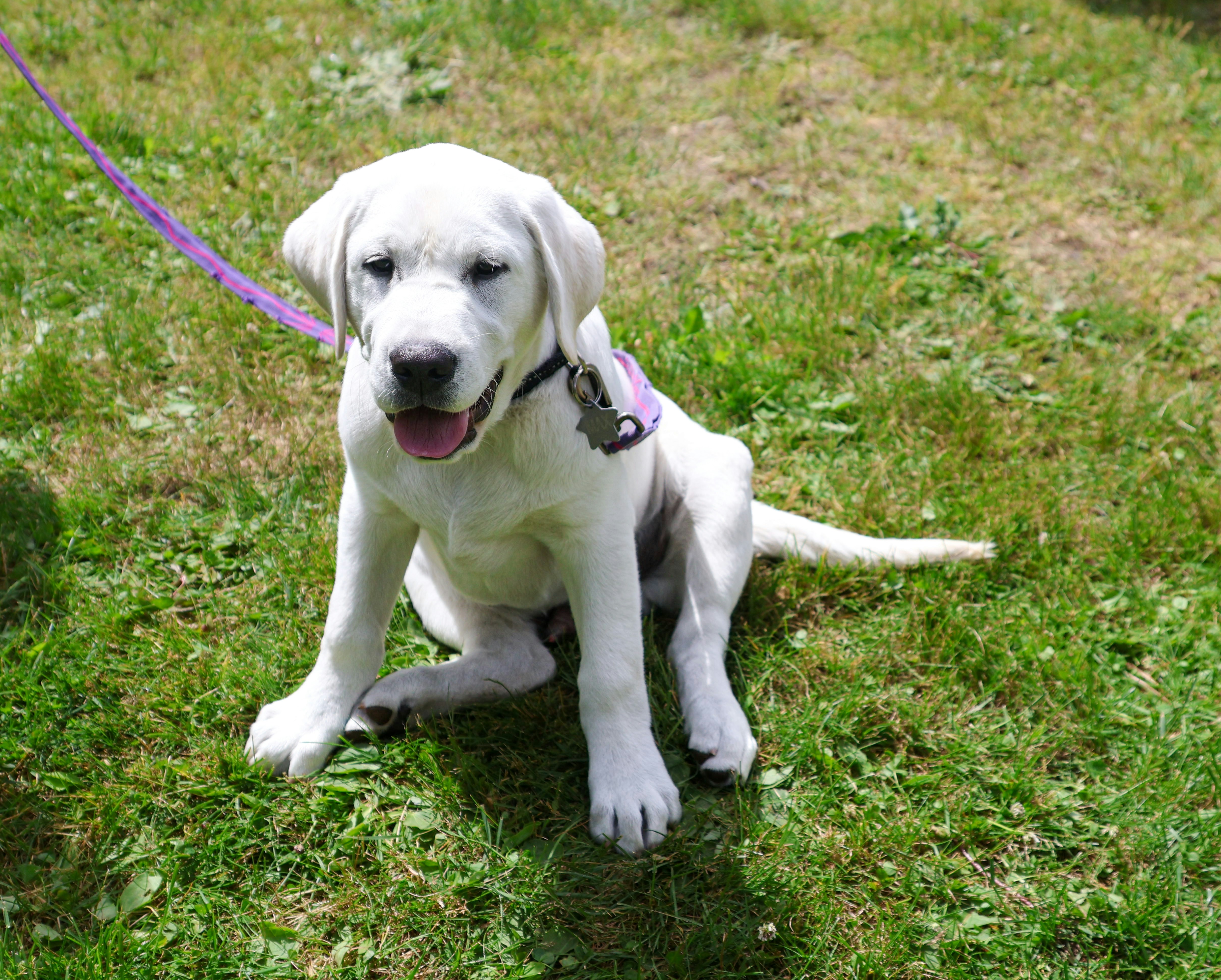 White puppy with a purple leash sitting on a grassy field.